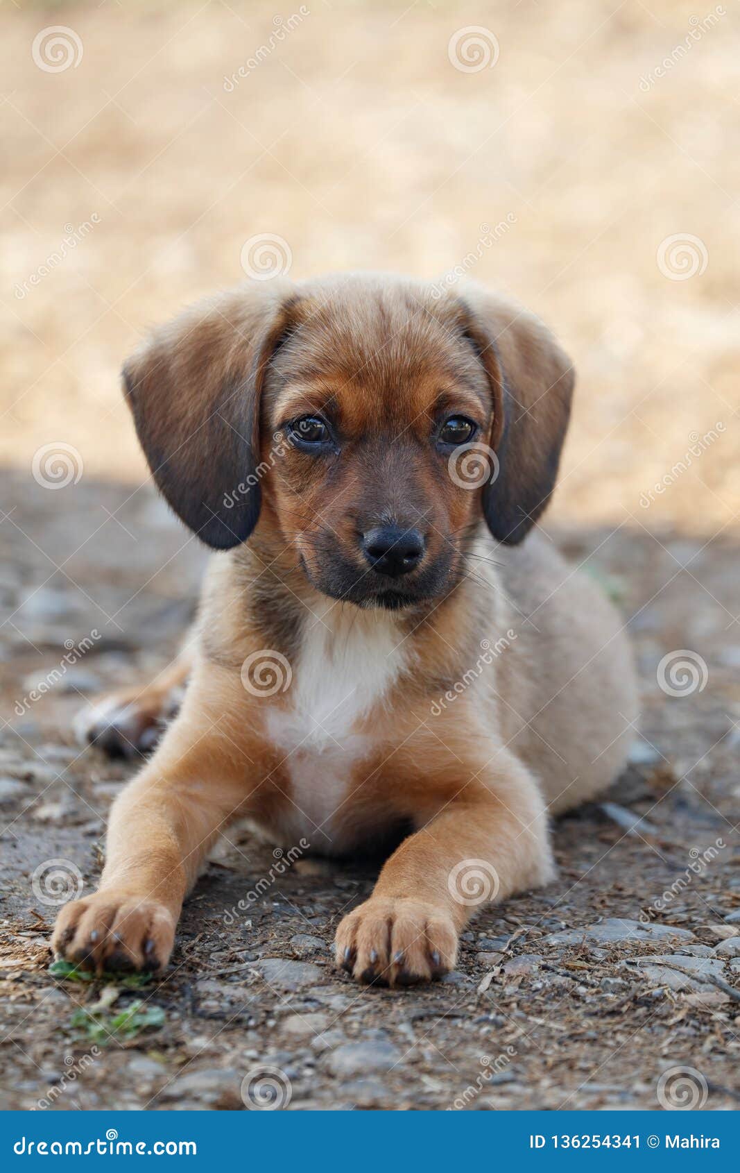 Puppy lying on soil stock image. Image of whelp, animal - 136254341