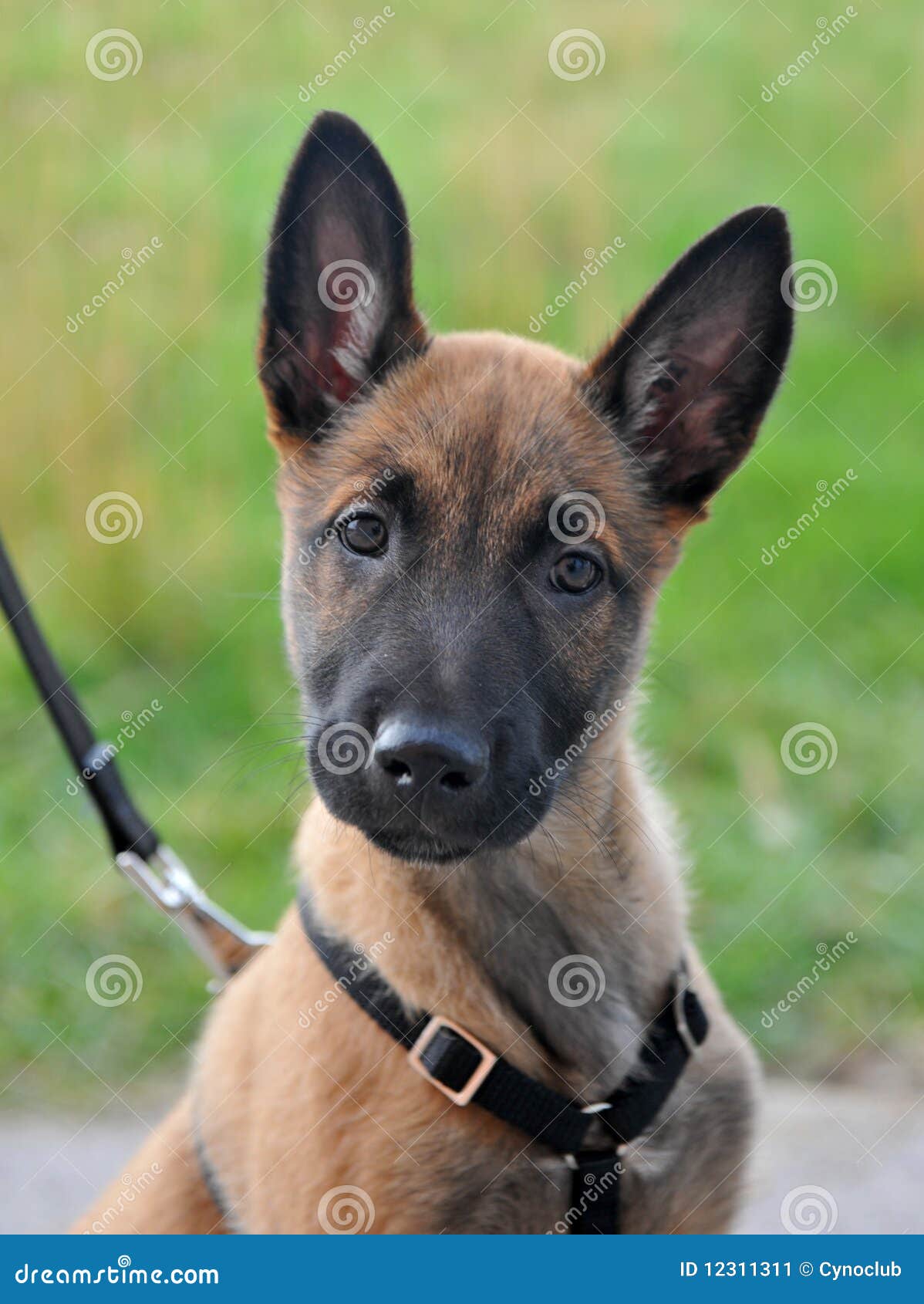 Puppy malinois stock image. Image of sheepdog, pedigree - 12311311
