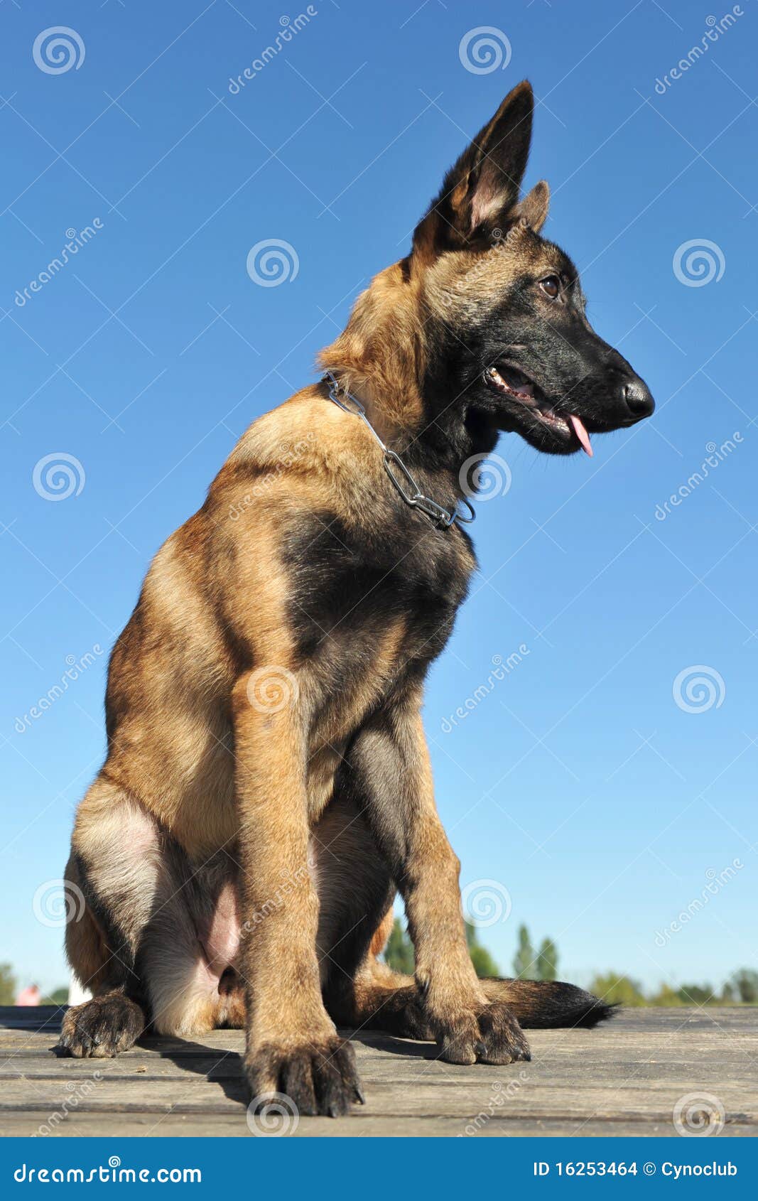 Puppy malinois stock photo. Image of guard, alertness - 16253464