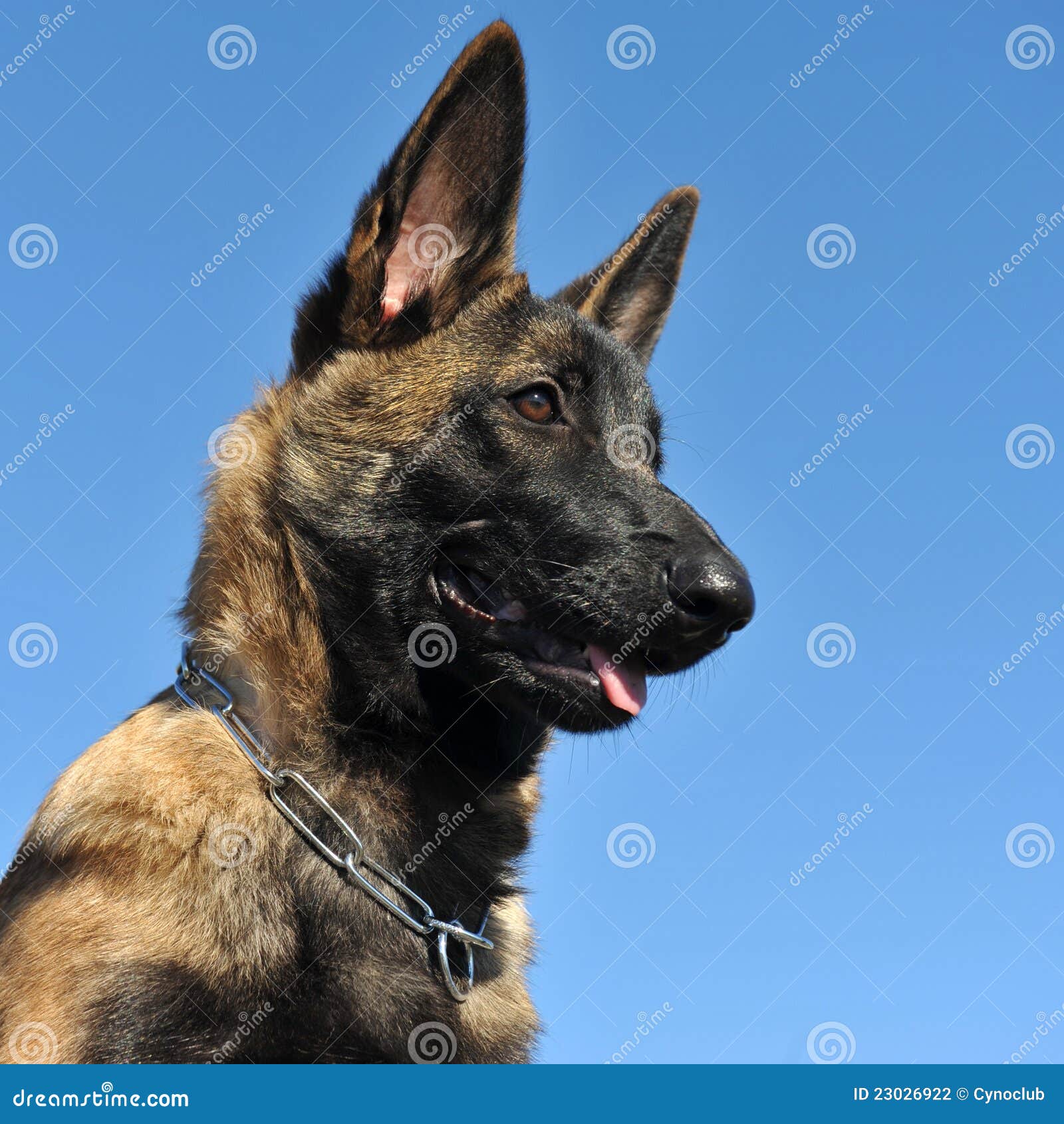 Puppy malinois stock photo. Image of pedigree, brown - 23026922