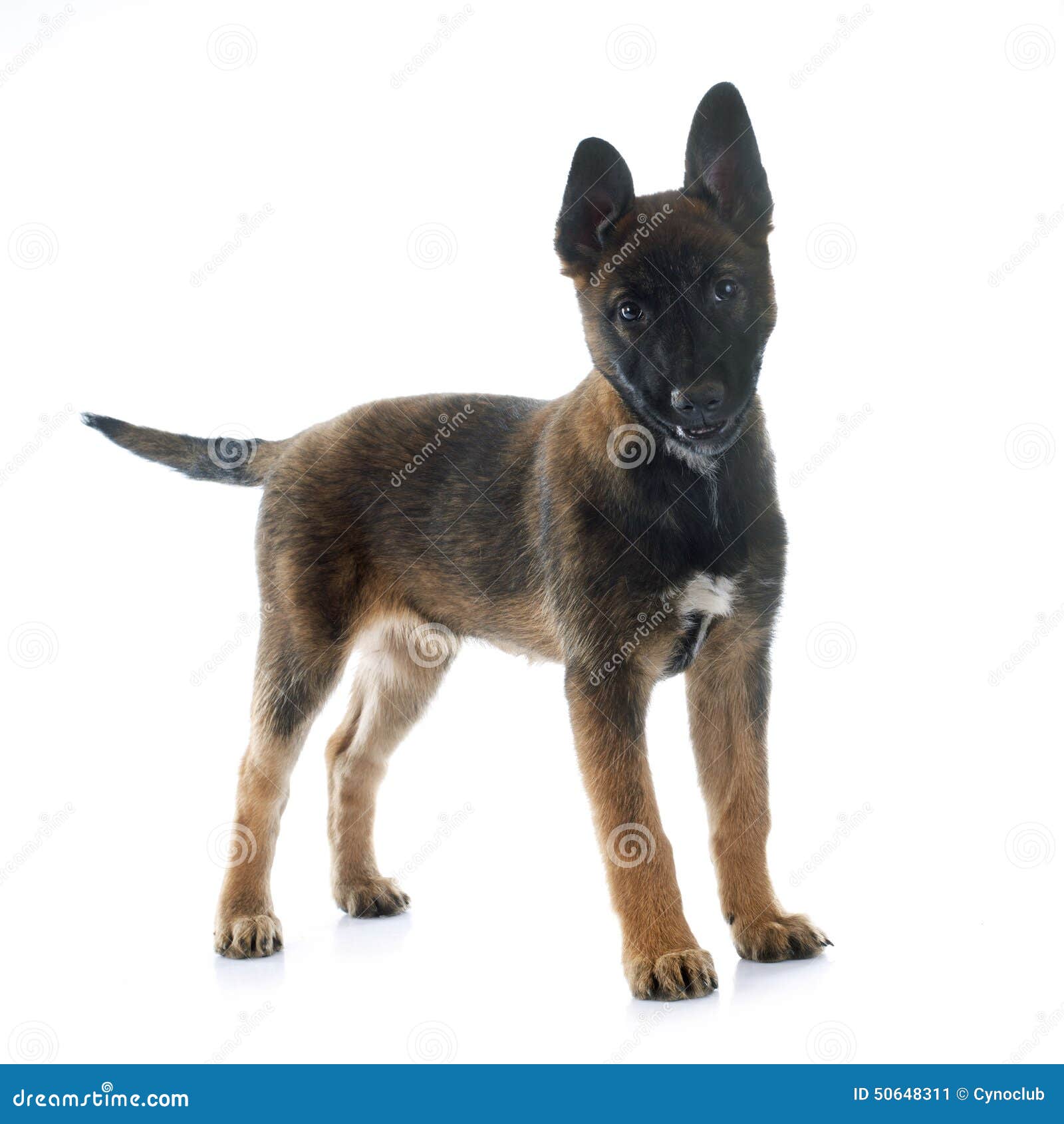 Puppy malinois stock image. Image of shepherd, belgian - 50648311