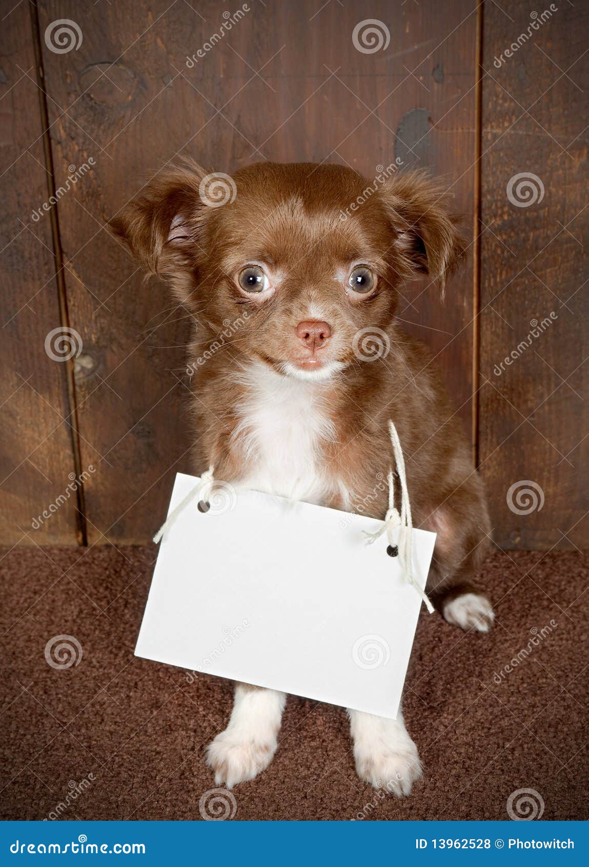 Puppy with a message stock photo. Image of animals, humor - 13962528