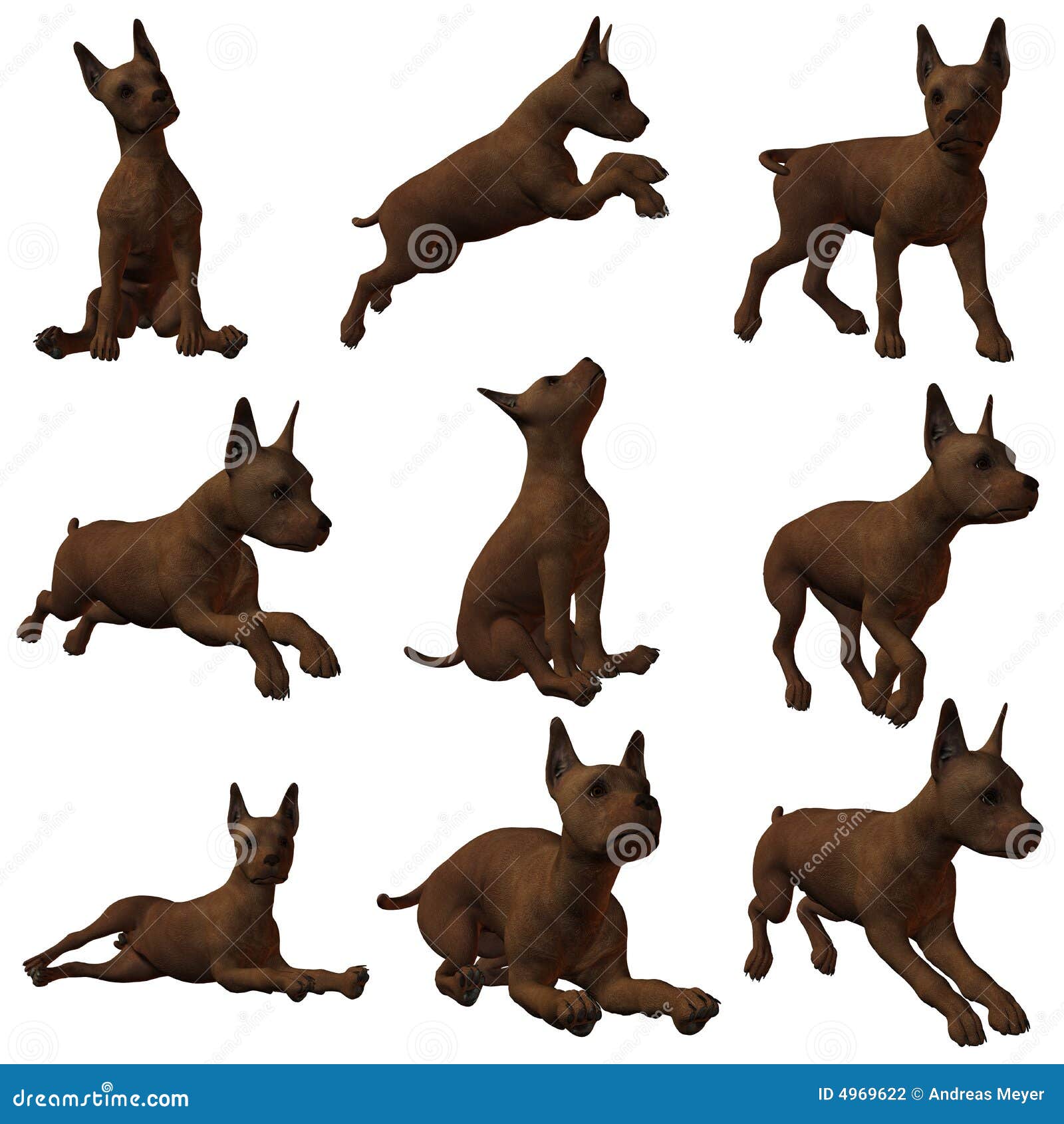 Puppy Min Pin stock illustration. Illustration of pose - 4969622