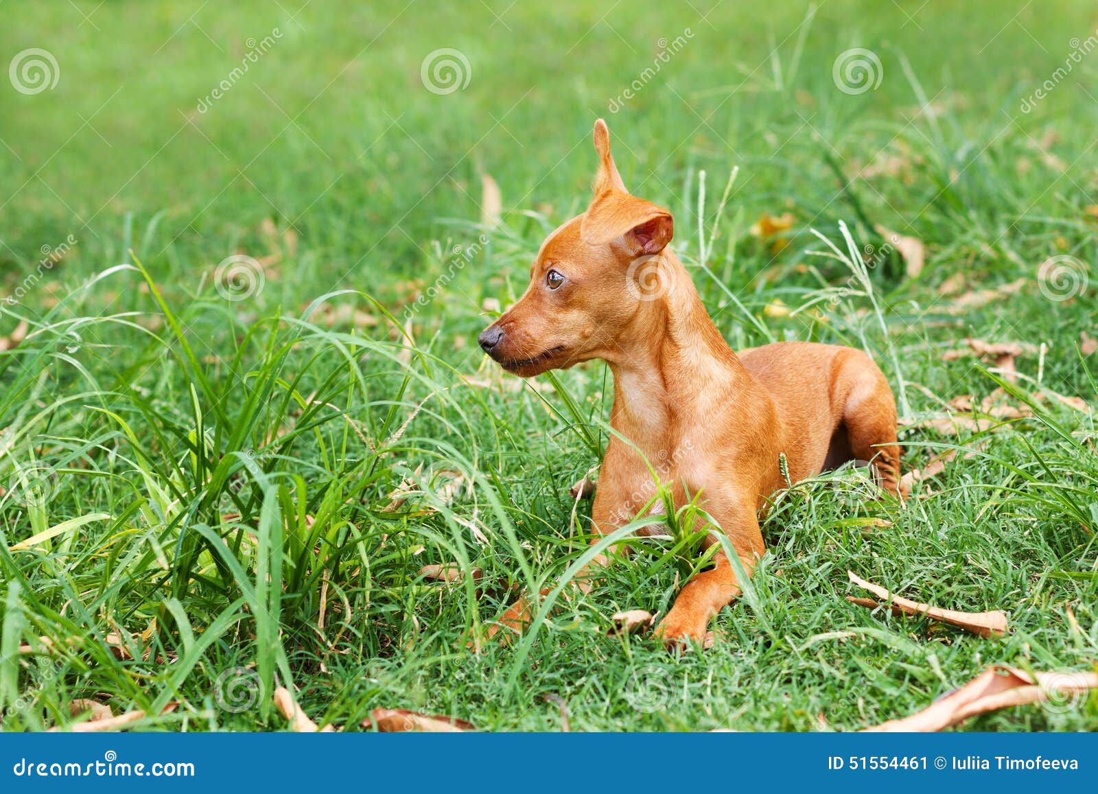 Puppy of Miniature Pinscher Playing on Green Grass in Yard Stock Image ...