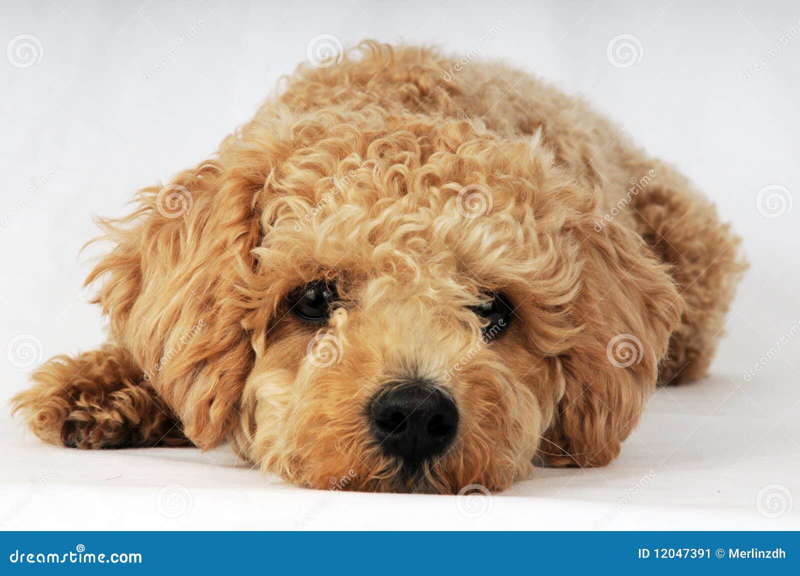 Puppy in the Mode of Longing Stock Image - Image of looking, family ...