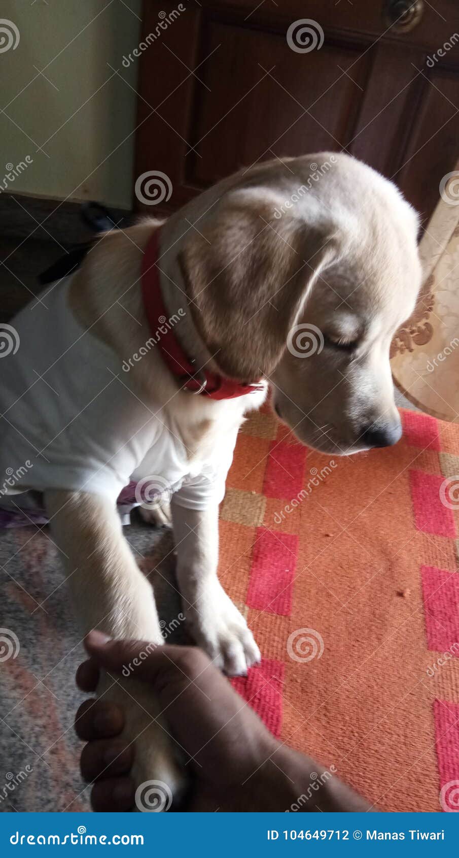 Puppy stock photo. Image of cute, puppy, golden, buddy - 104649712