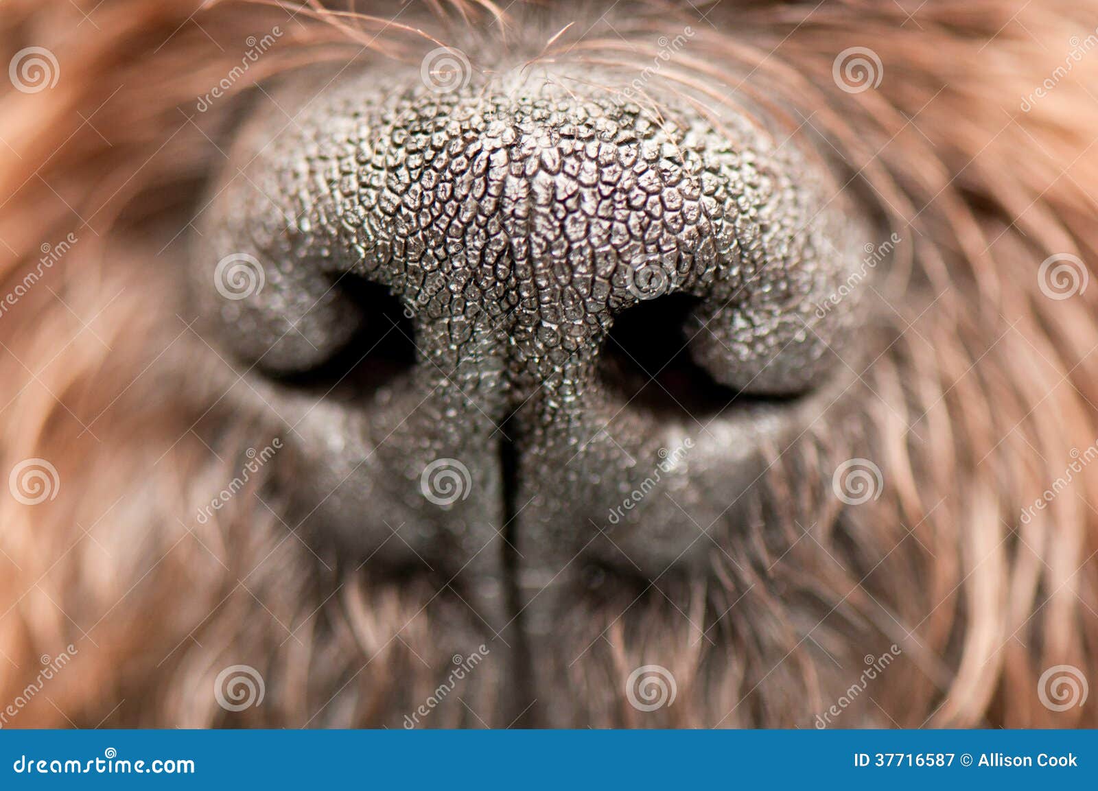 Puppy nose stock image. Image of puppy, smell, nose, dogs - 37716587