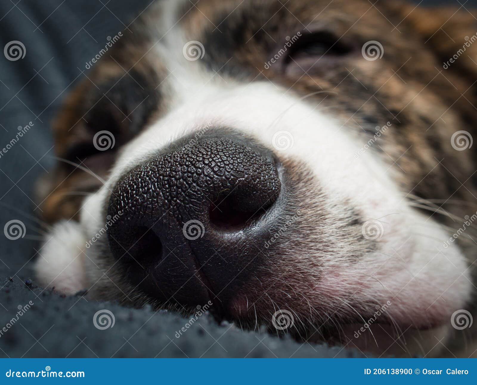 Puppy nose stock photo. Image of close, sleeping, animal - 206138900