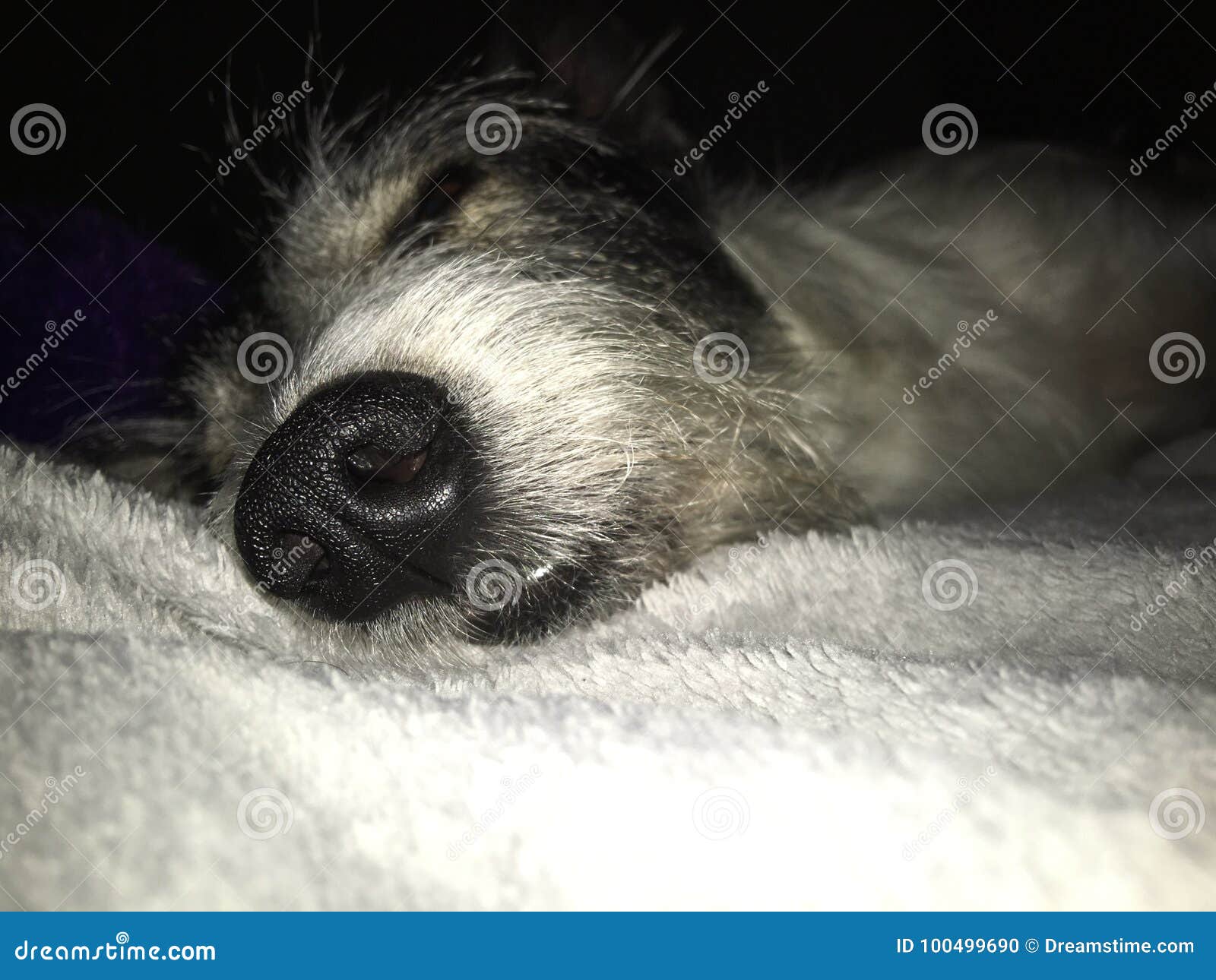Puppy Nose stock photo. Image of sleeping, nose, puppy - 100499690