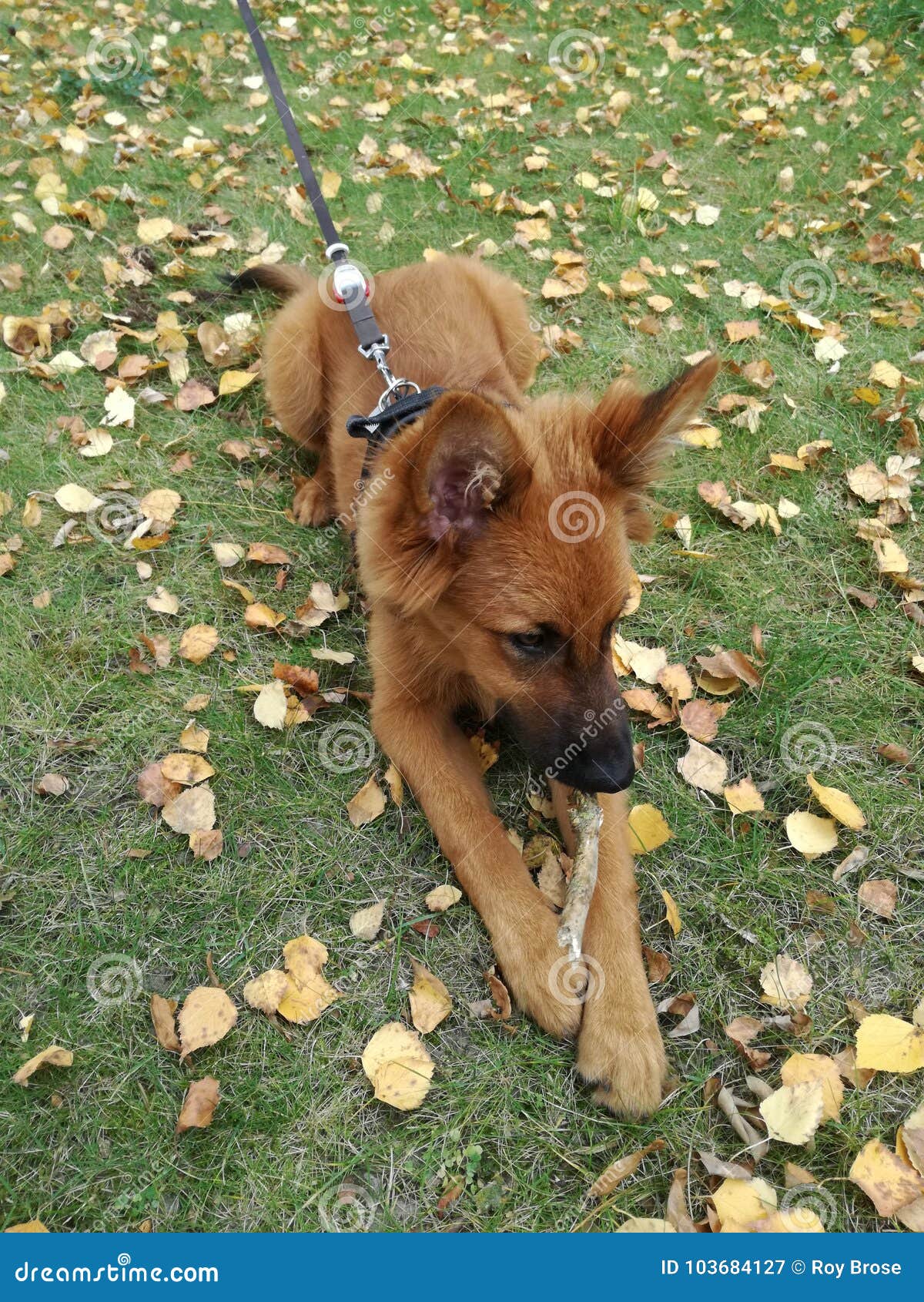 German Shepherd Mixed With Fox