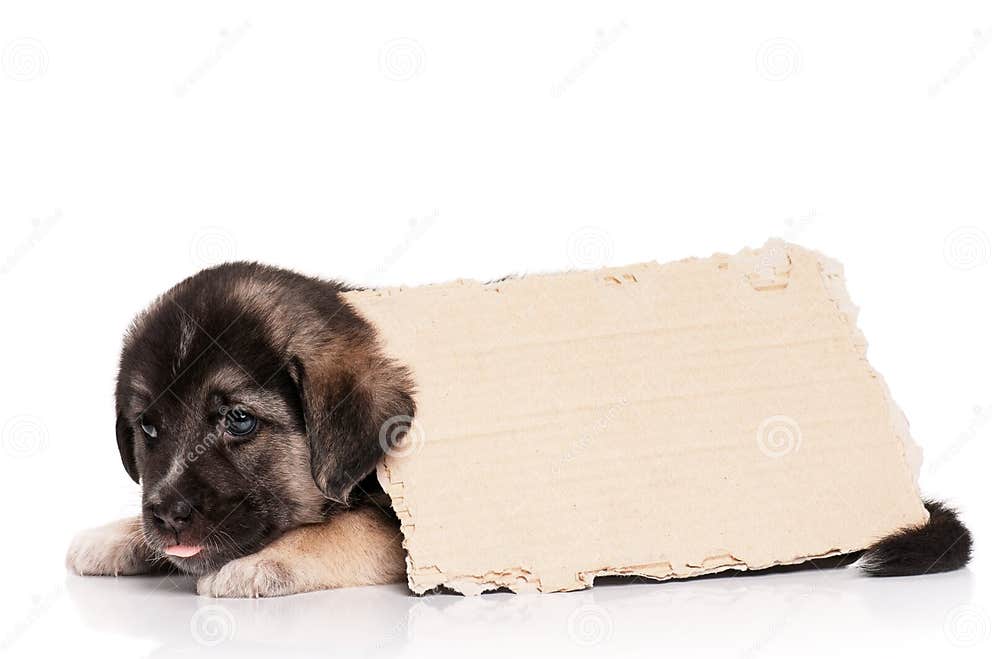 Puppy with paper stock photo. Image of animal, billboard - 23747918