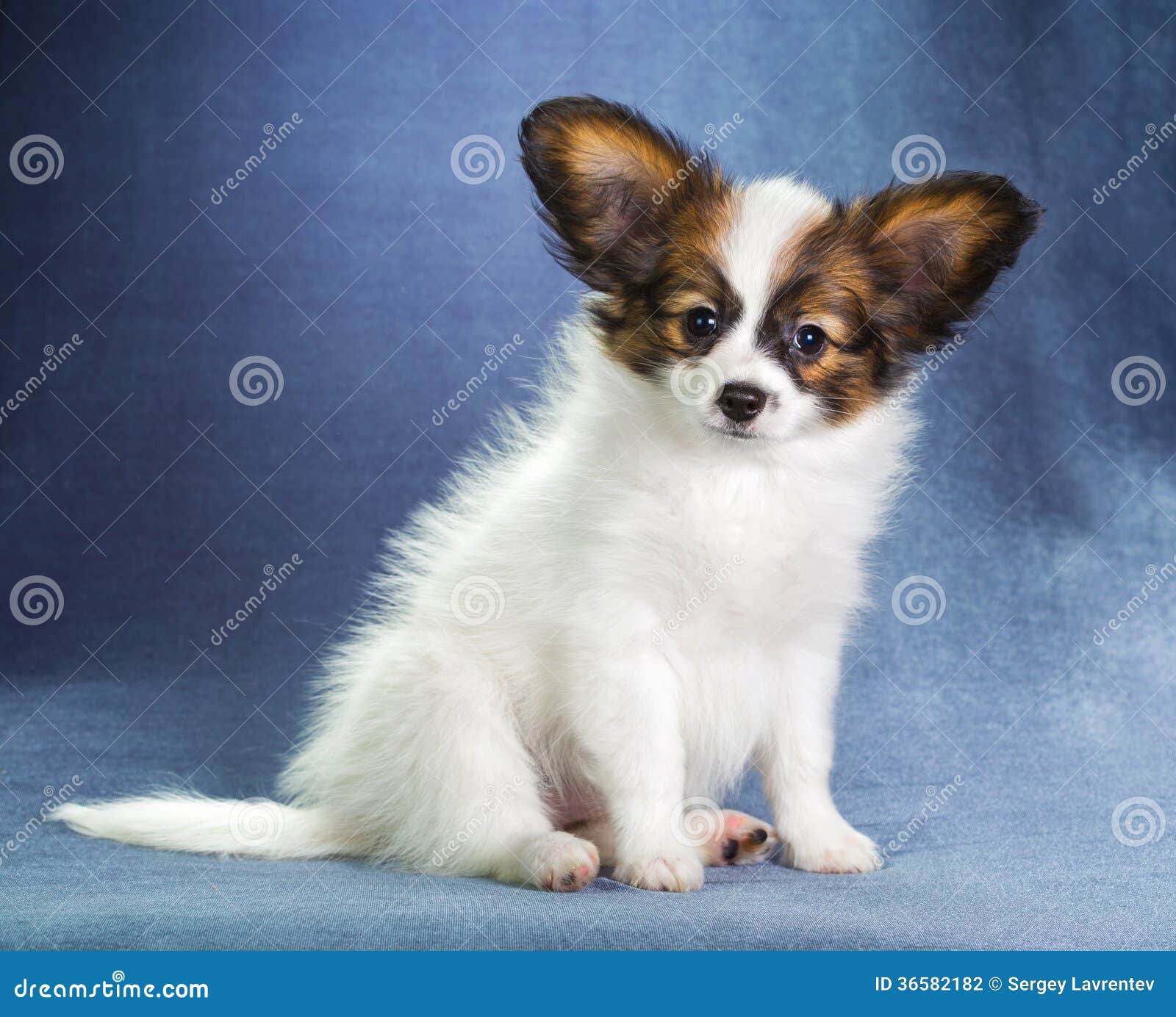 Puppy Papillon stock photo. Image of purebred, beautiful - 36582182