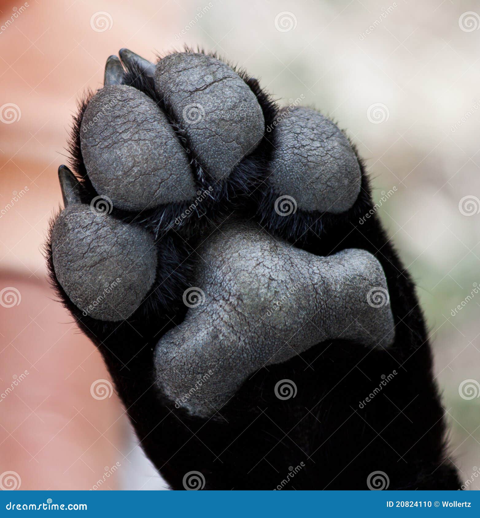 Puppy paw close-up stock photo. Image of macro, print - 20824110
