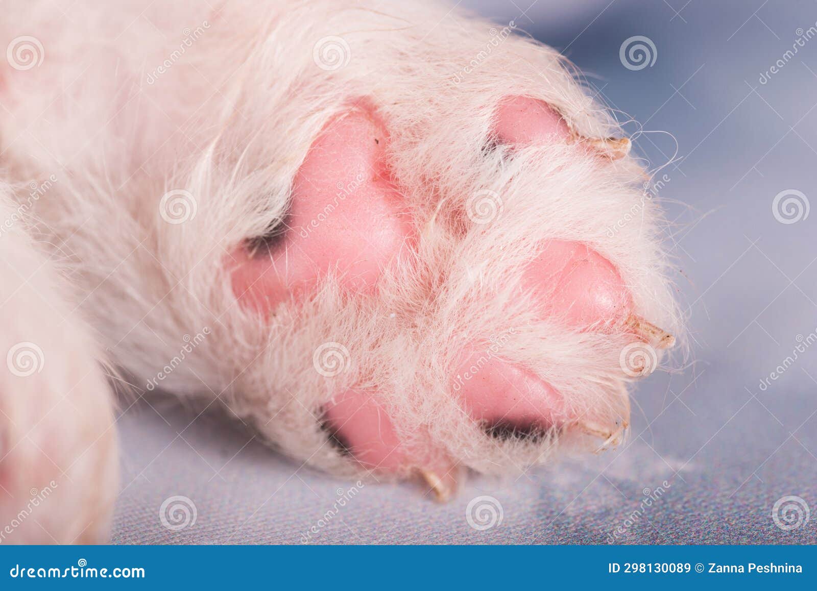 Puppy Paw. White Fluffy Small Samoyed Puppy Dog Stock Image - Image of ...