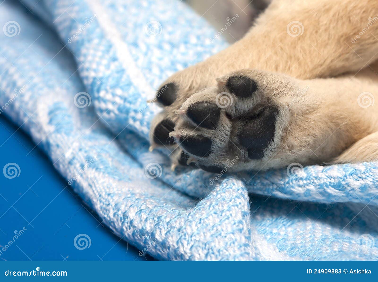 Puppy Paws stock image. Image of fingers, puppy, nails - 24909883