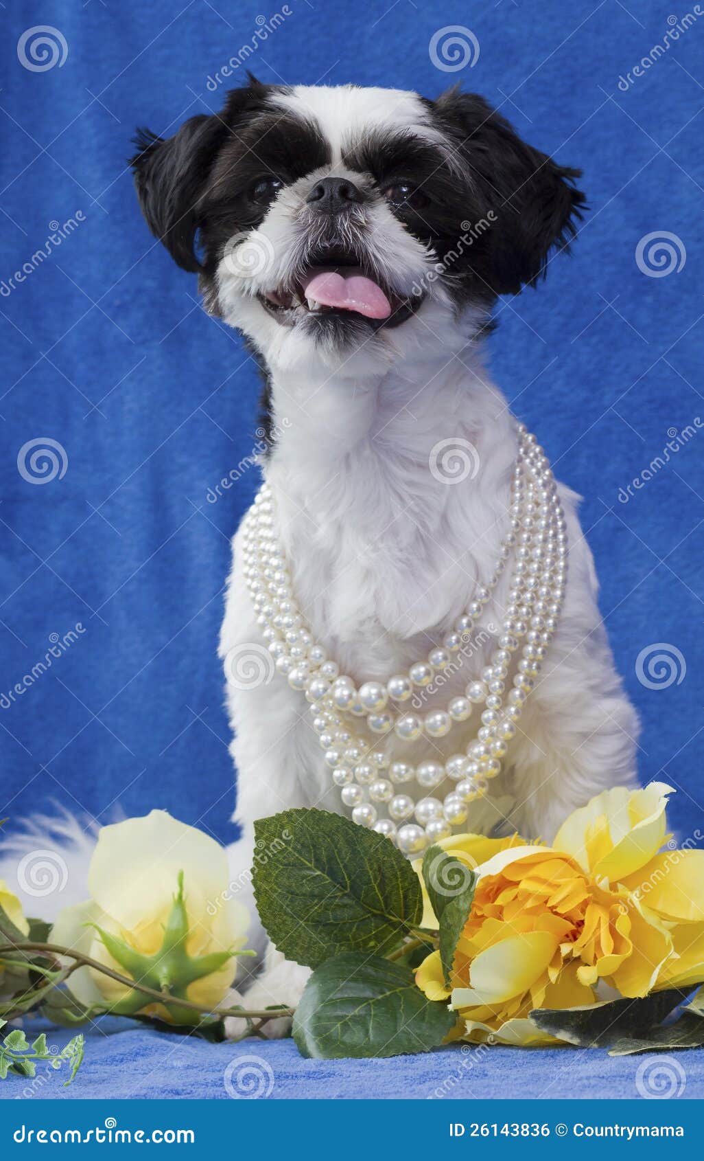 Puppy in pearls. stock photo. Image of tongue, white - 26143836