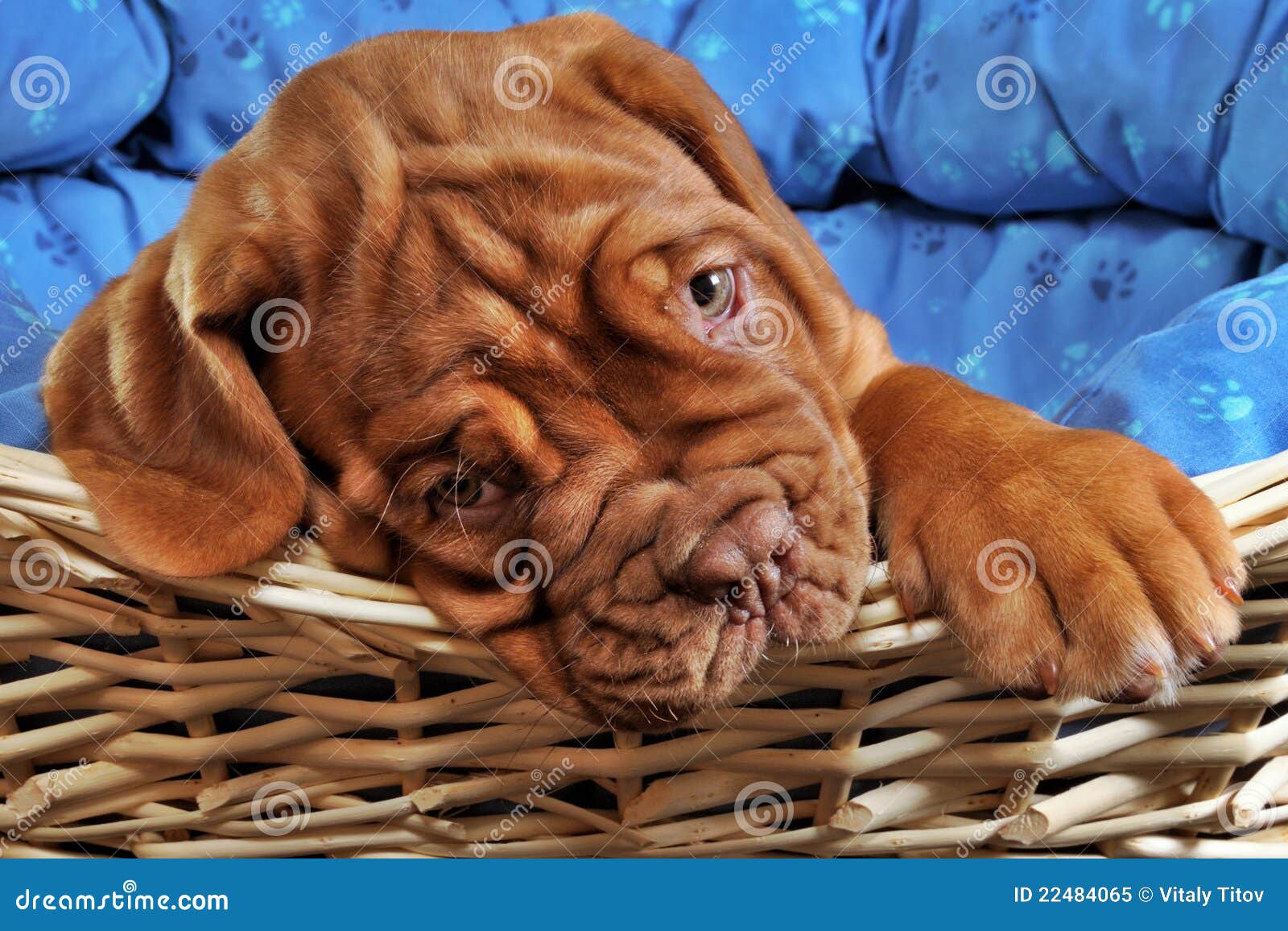 Puppy in pet s cot stock image. Image of portraiit, cute - 22484065