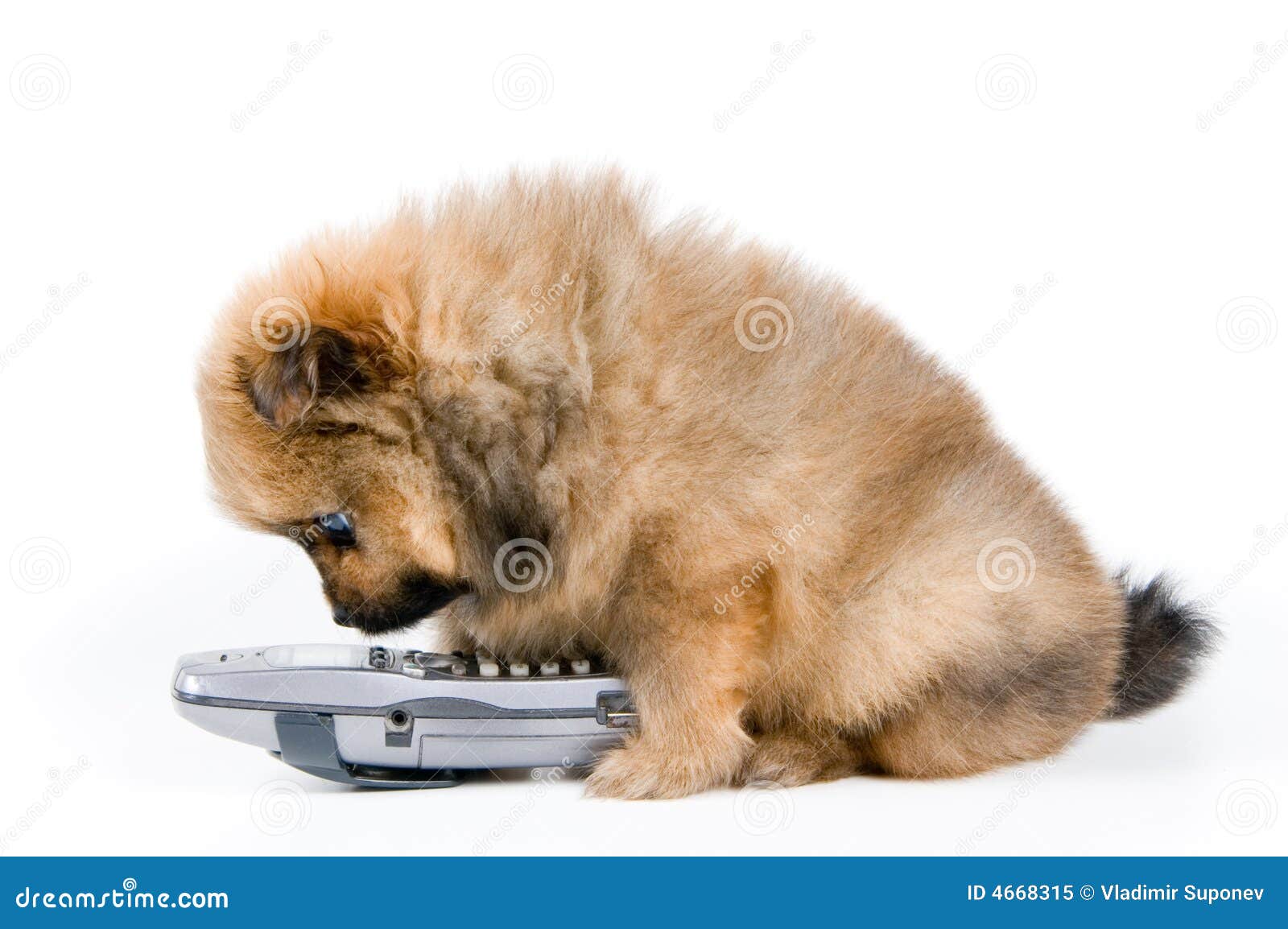 The puppy with phone stock image. Image of domestic, white - 4668315