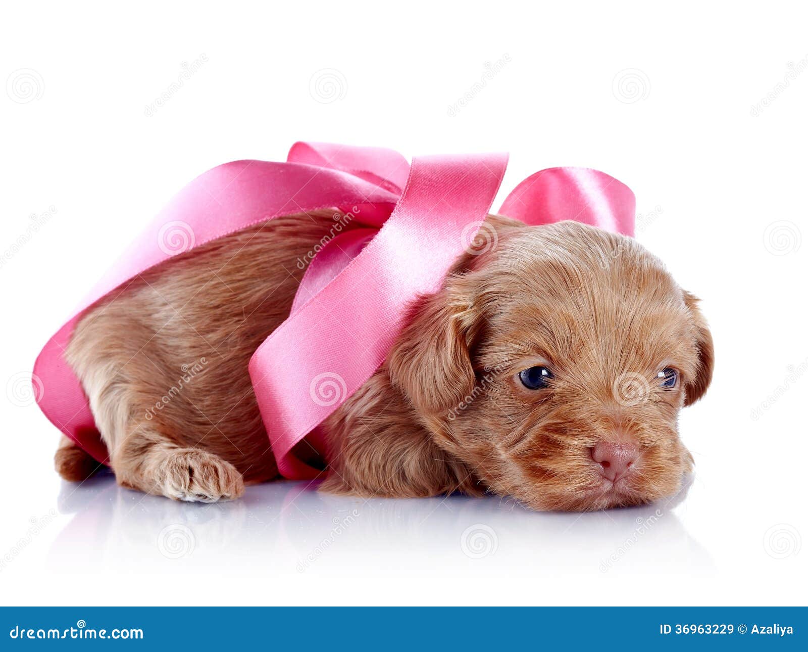 Puppy with a pink bow. stock image. Image of pedigree - 36963229
