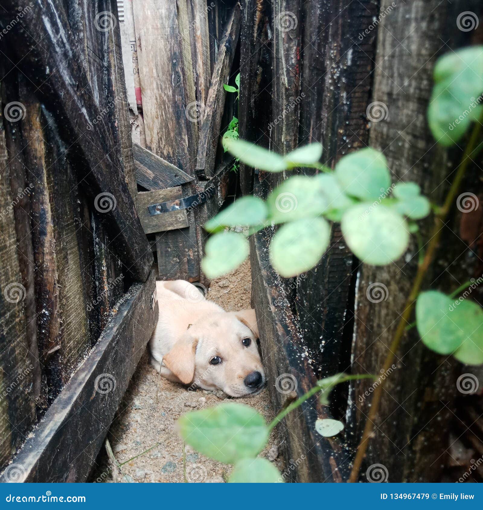 Puppy stock image. Image of boring, pity, cute, puppy - 134967479