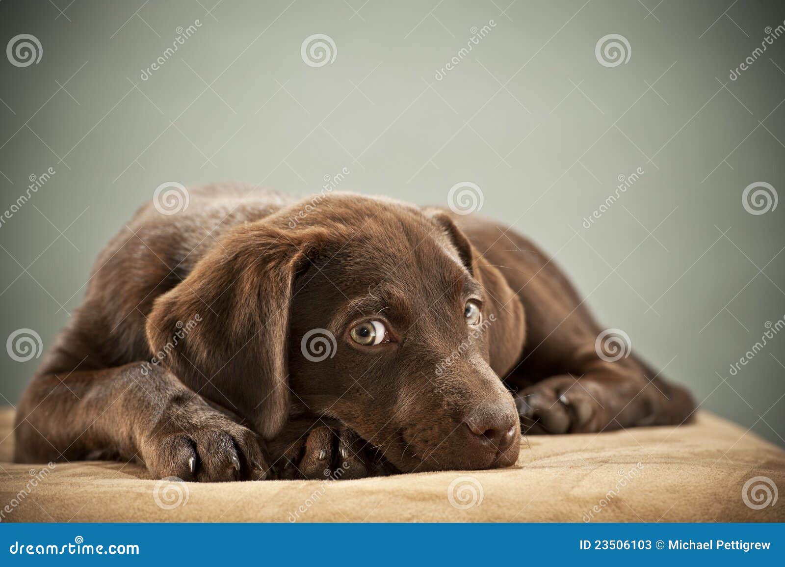 Puppy with pity look stock image. Image of pity, funny - 23506103