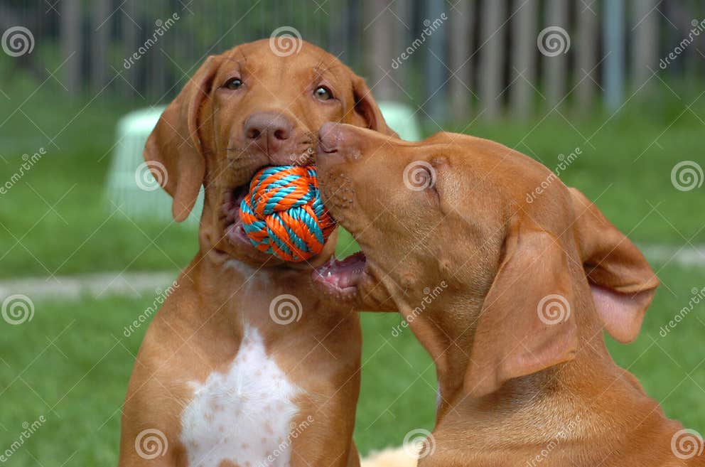Puppy play stock photo. Image of dogs, healthy, holding - 2657926