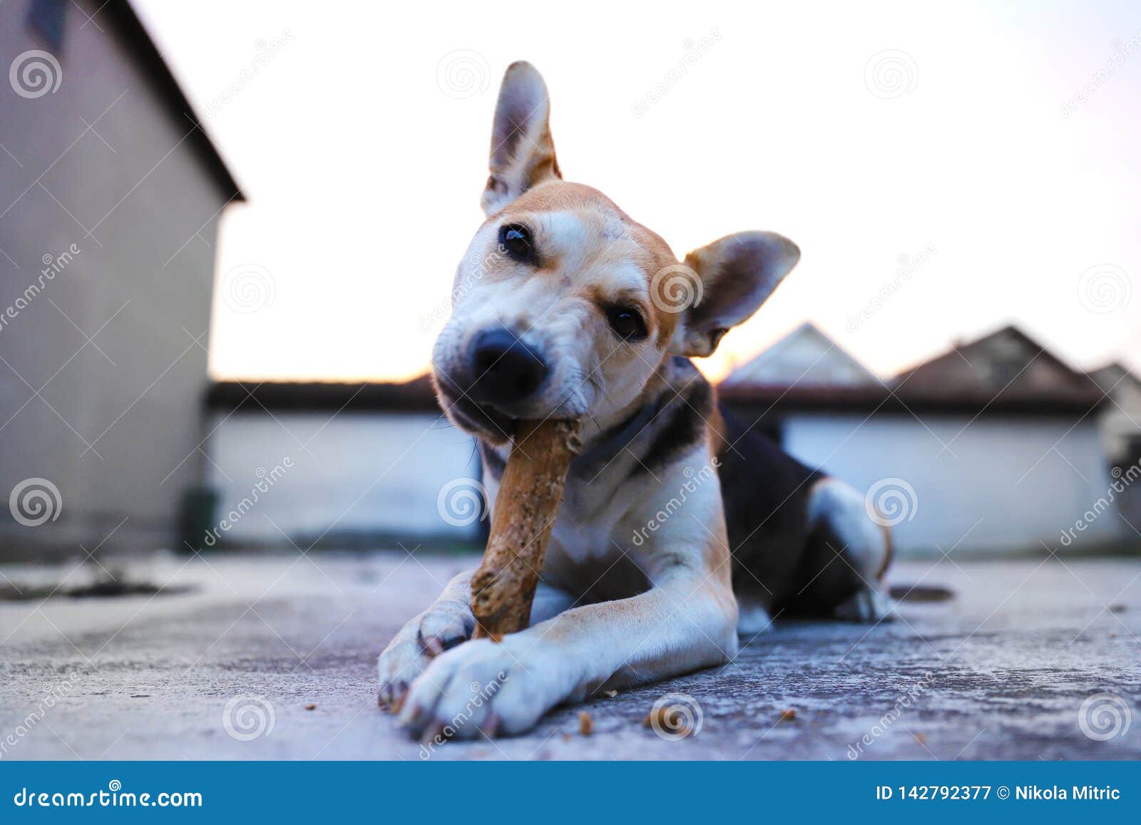 Dog Getting Adopted Stock Photos - Free & Royalty-Free Stock Photos ...
