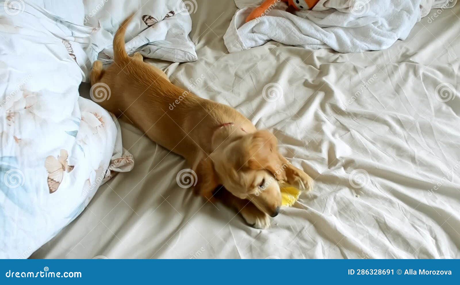 Puppy Playing with Bone Top View Stock Video - Video of resting, brown ...