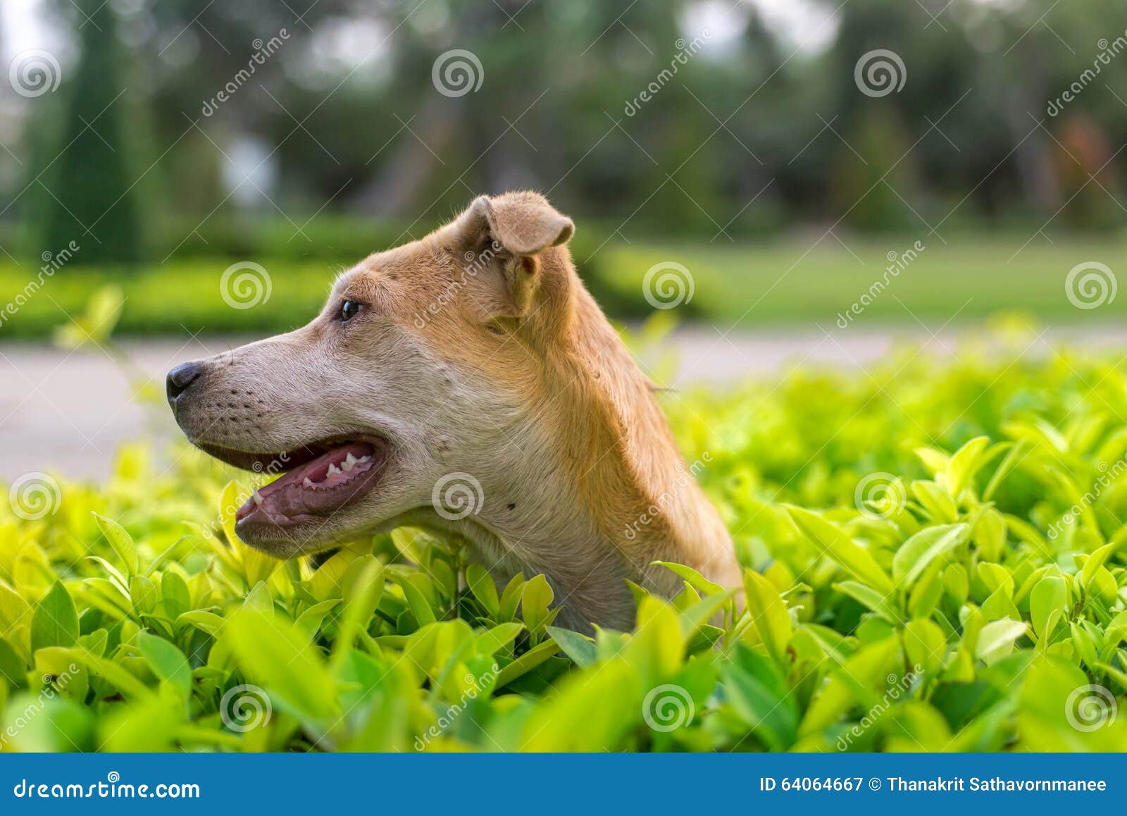 Puppy playing in a bush stock image. Image of canine - 64064667