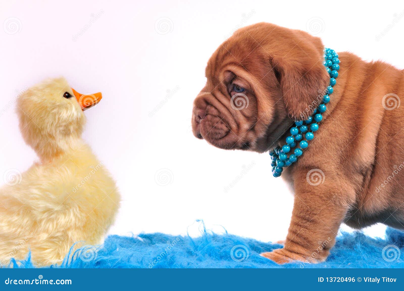 Puppy playing with a duck stock photo. Image of fight - 13720496