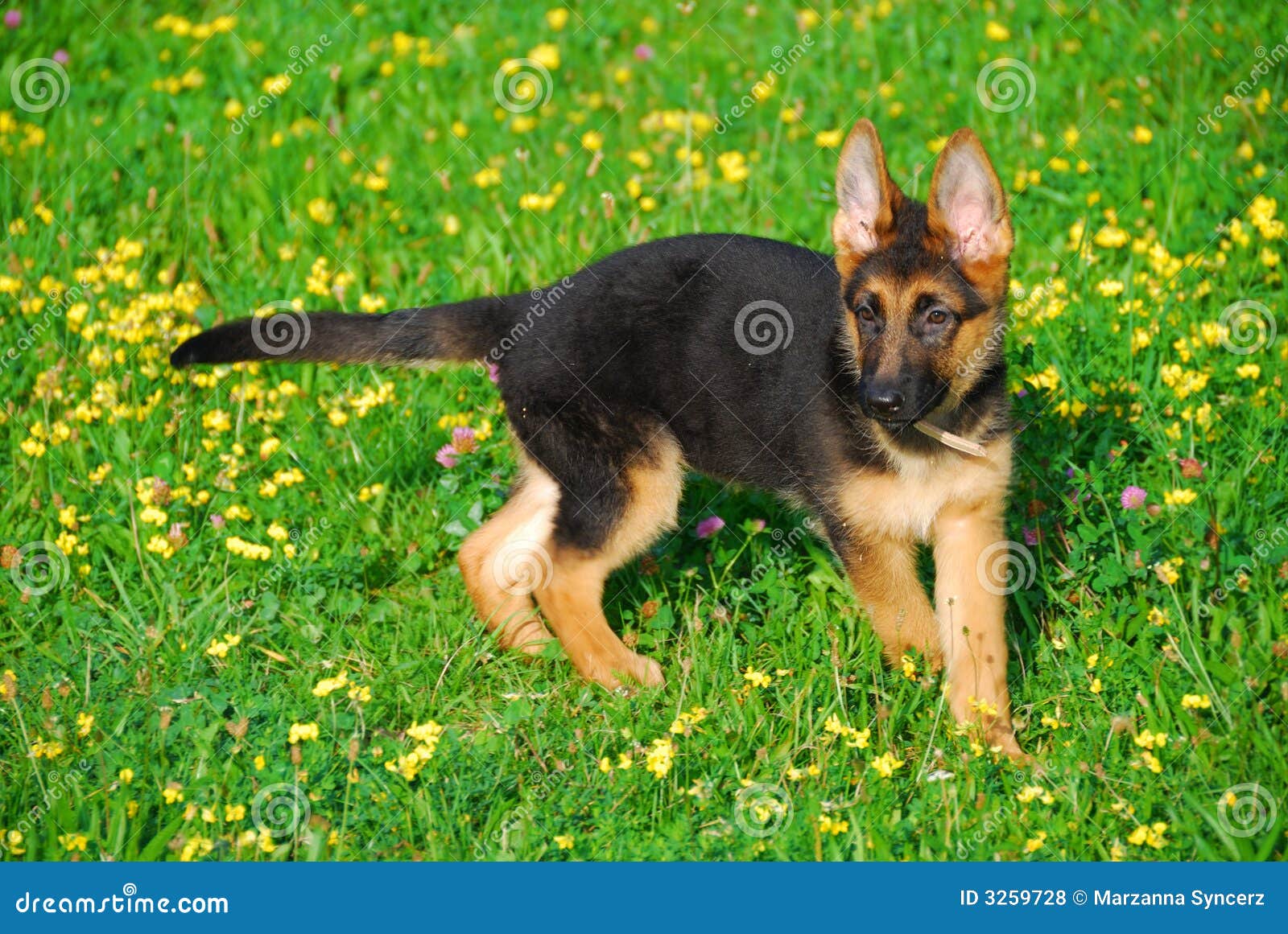 Puppy playing in the field stock photo. Image of pooch - 3259728