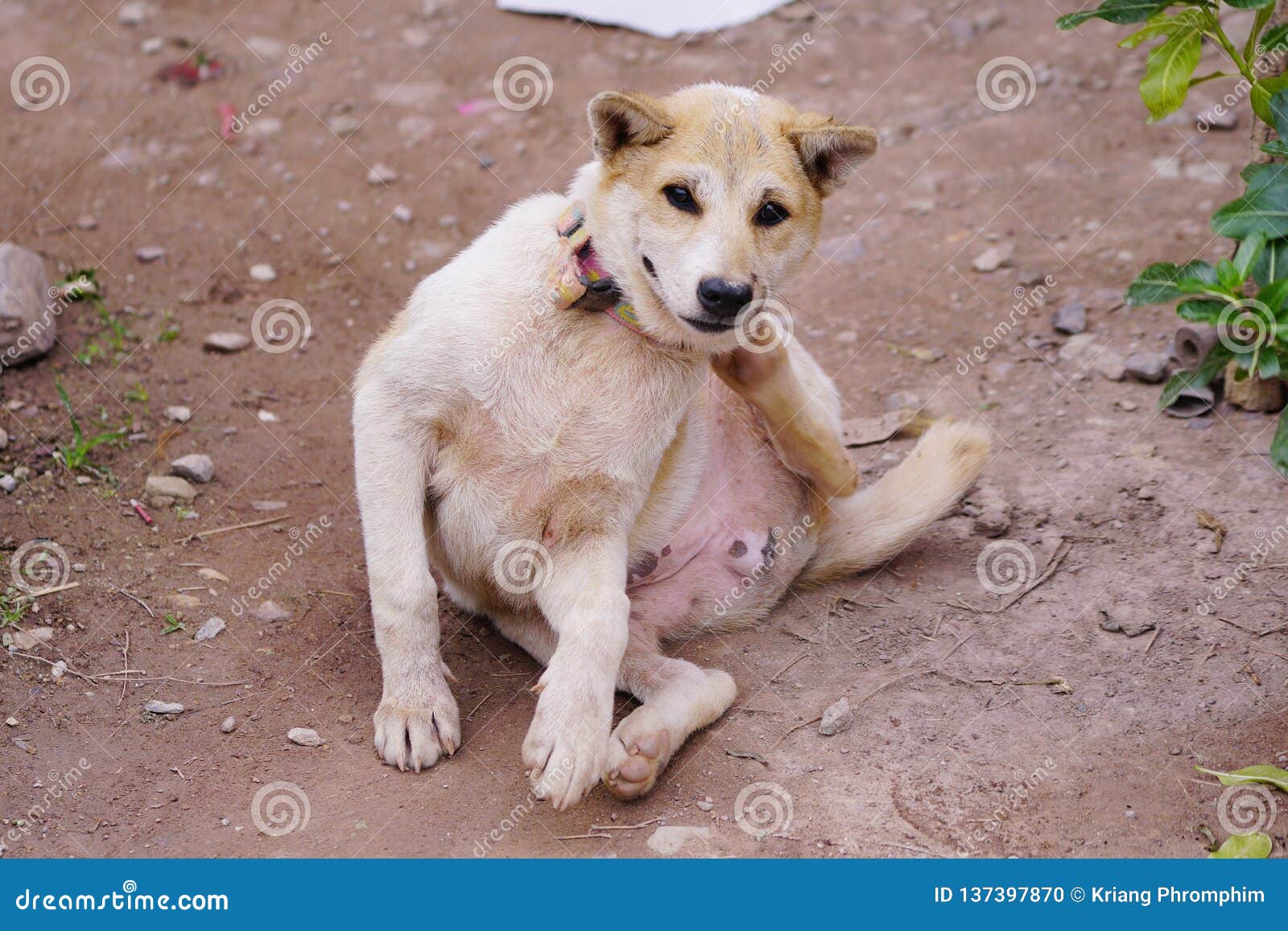 Puppy Playing on the Ground Stock Photo - Image of closeup, black ...