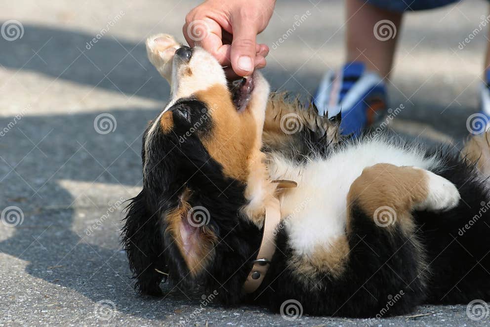 Puppy Playing with Its Owner Stock Photo - Image of cuddly, playful: 717452