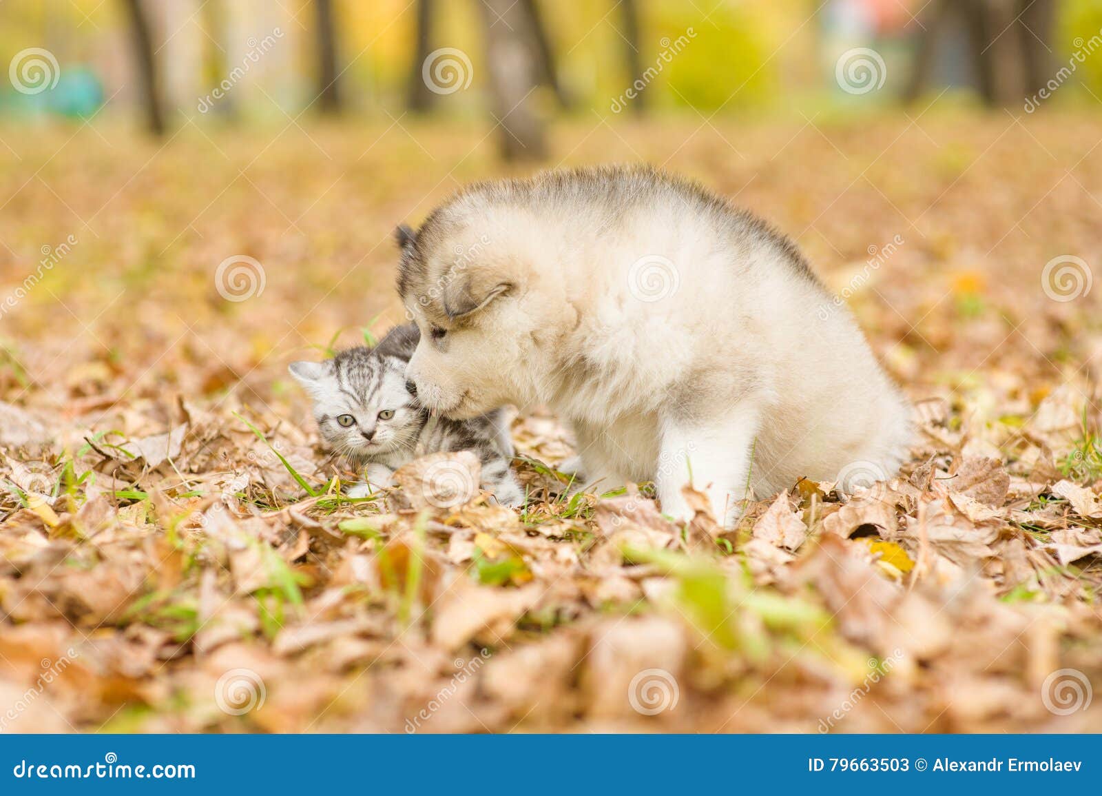 Puppy Playing with a Kitten on a Fall Foliage Stock Image - Image of ...