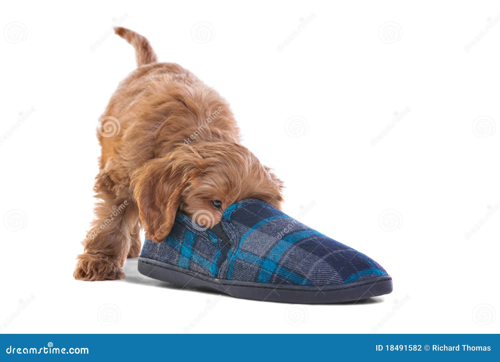 Puppy playing with slipper stock photo. Image of shot - 18491582