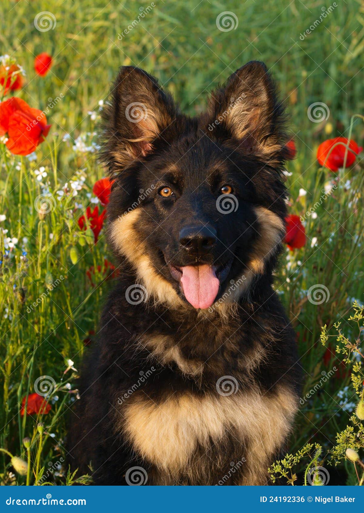 Puppy in Poppies stock photo. Image of teeth, brown, friend - 24192336