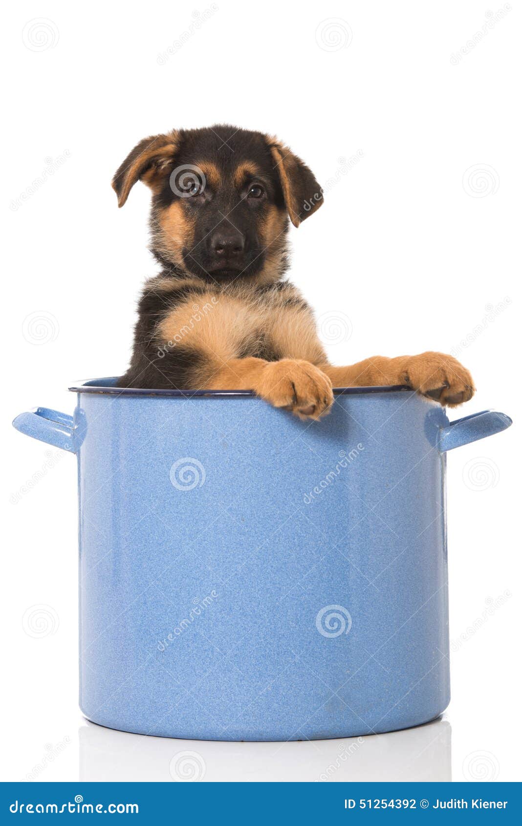 Puppy in a pot stock photo. Image of puppy, isolated - 51254392