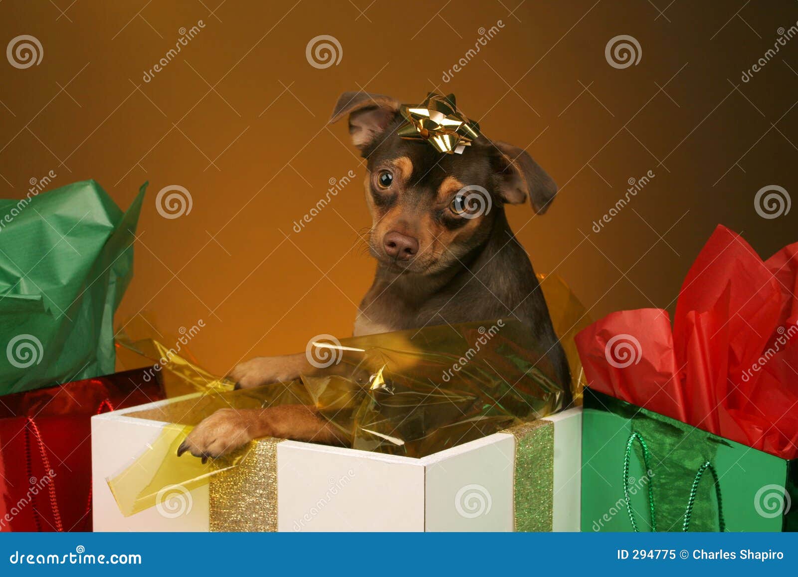 Puppy present stock image. Image of package, wrap, lovable - 294775