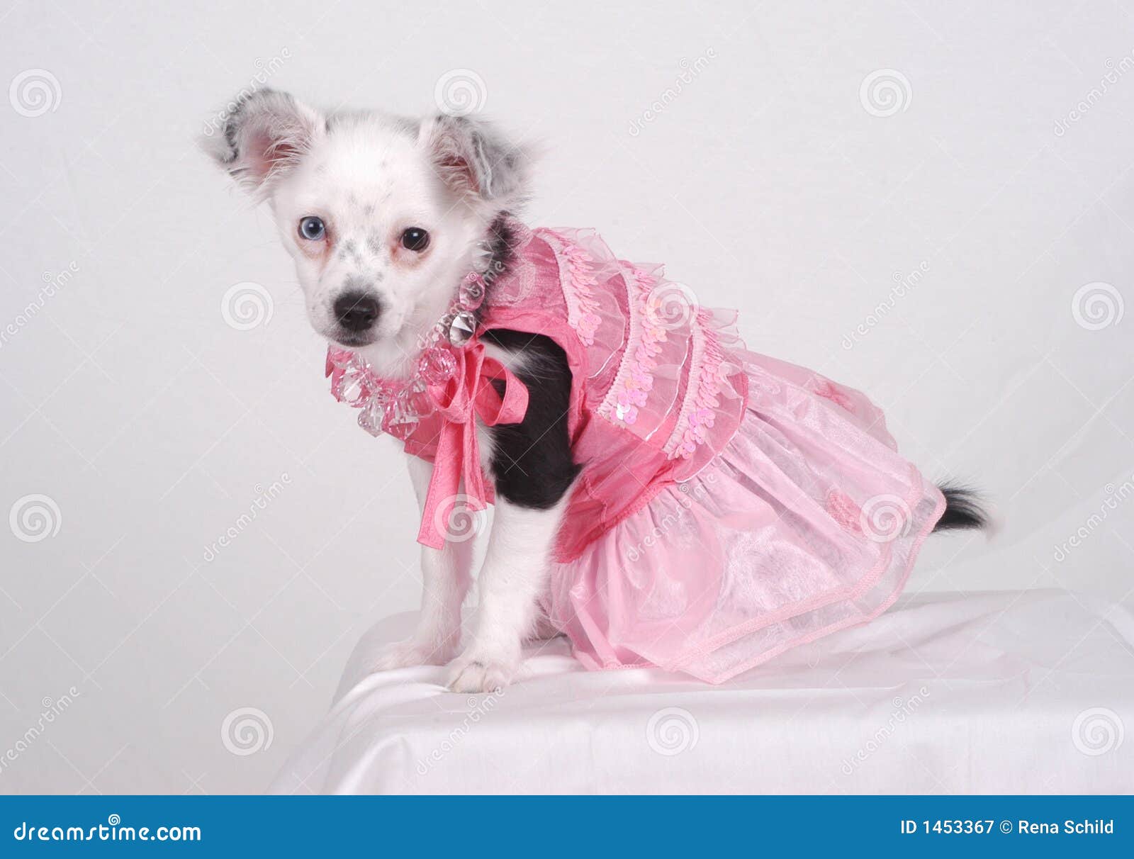 Puppy Princess stock image. Image of dress, furry, fluffy - 1453367