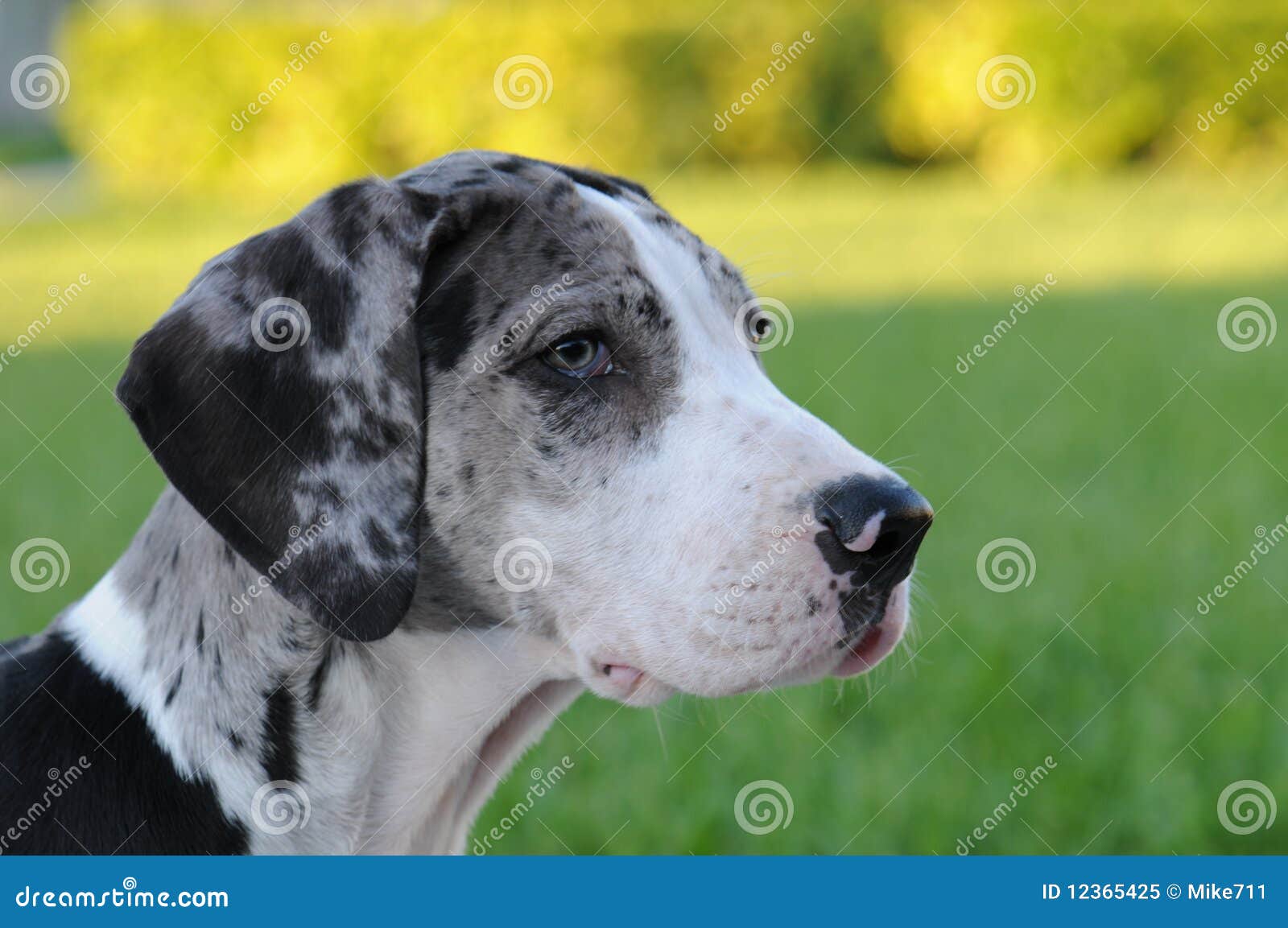 Puppy Profile stock image. Image of ears, grey, dogs - 12365425