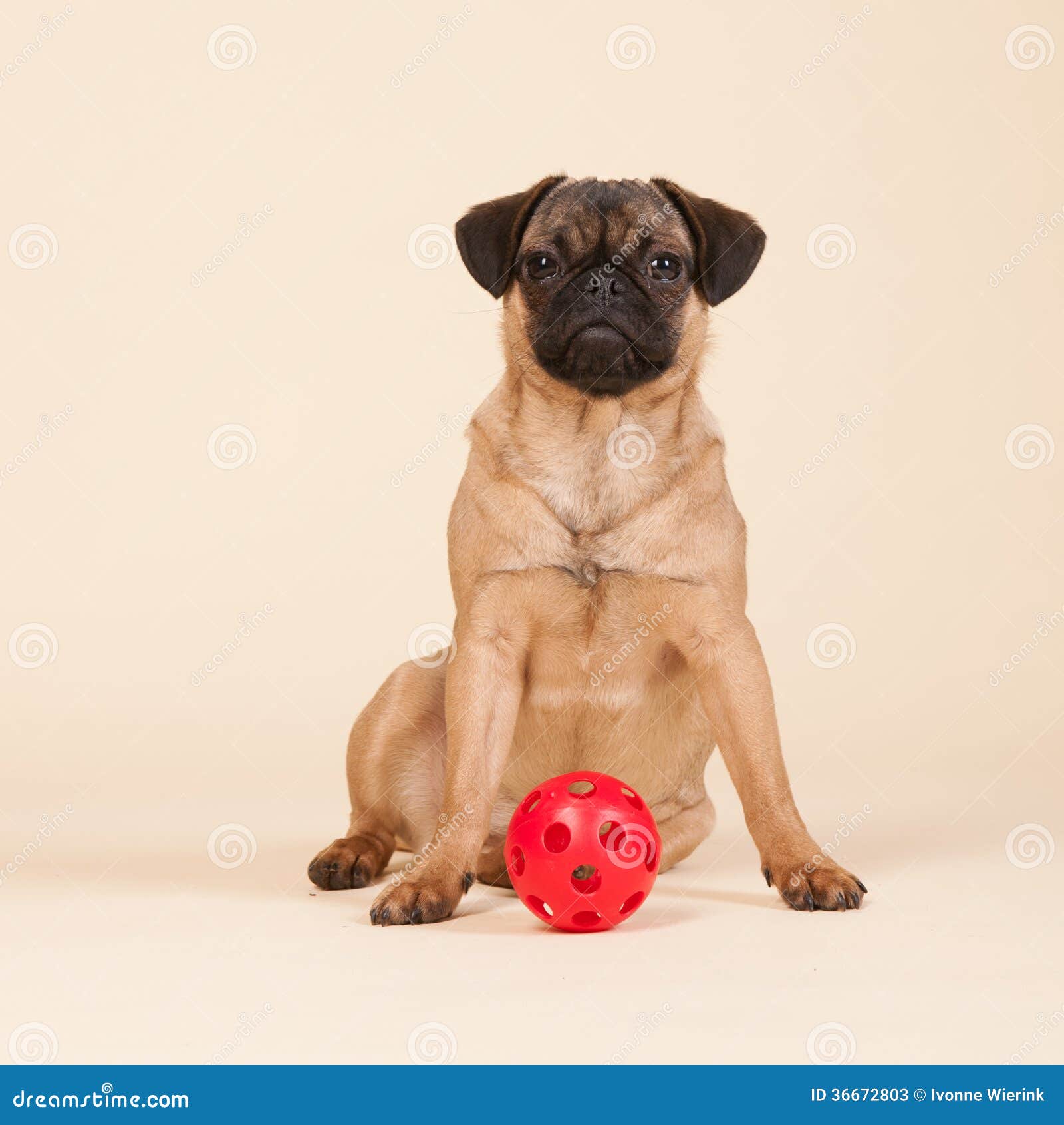 Puppy Pug on Cream Background Stock Image - Image of young ...