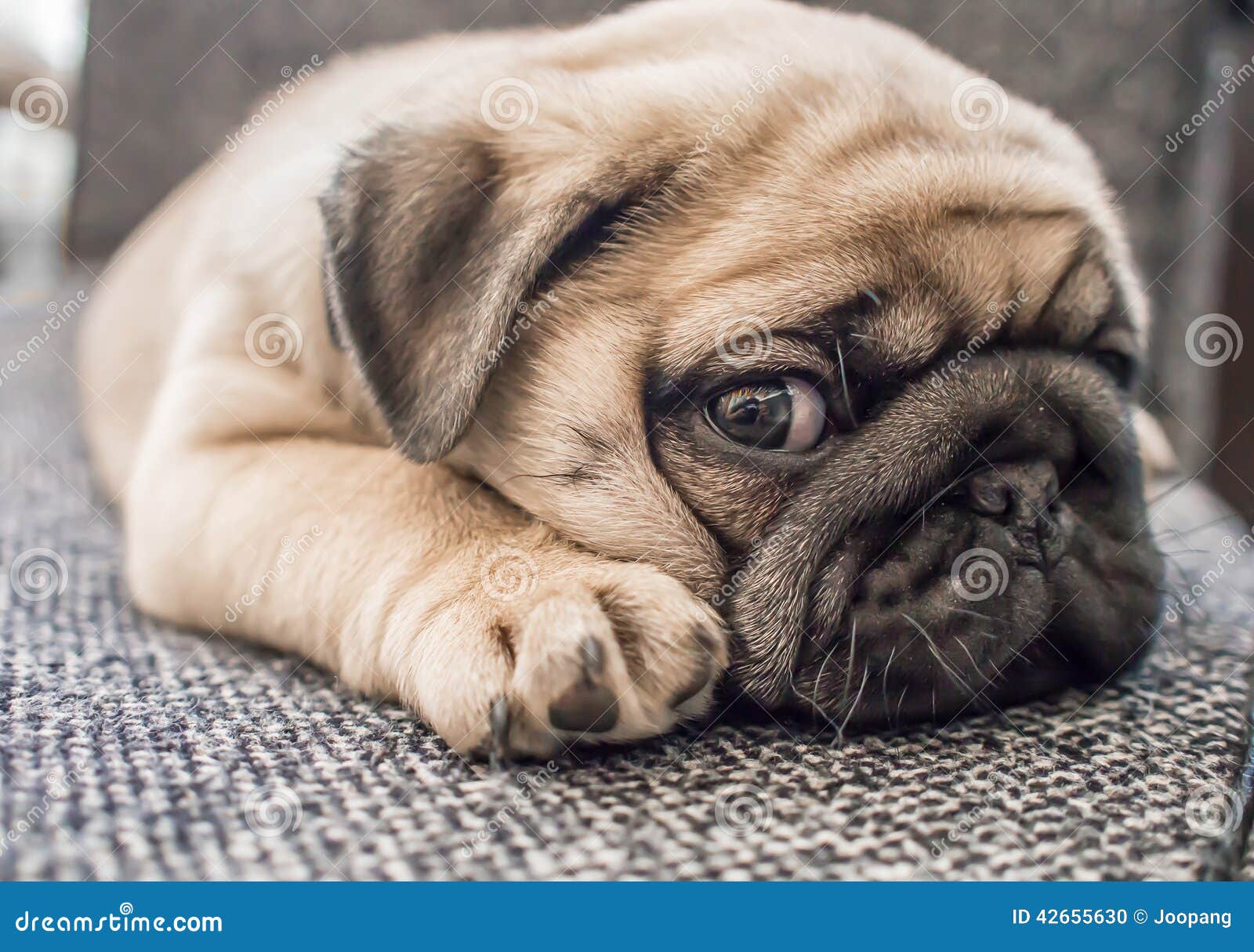 Puppy pug dog stock photo. Image of domestic, doggy, closeup - 42655630