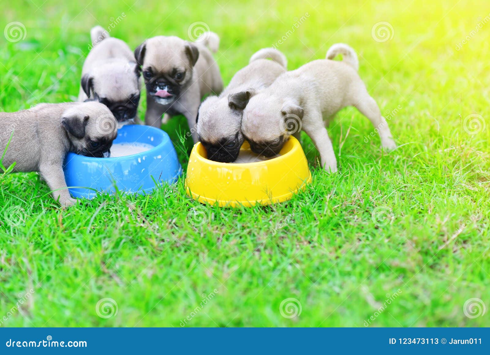 Puppy Pugs Eating Goat Milk Stock Image - Image of maturation, allergy ...