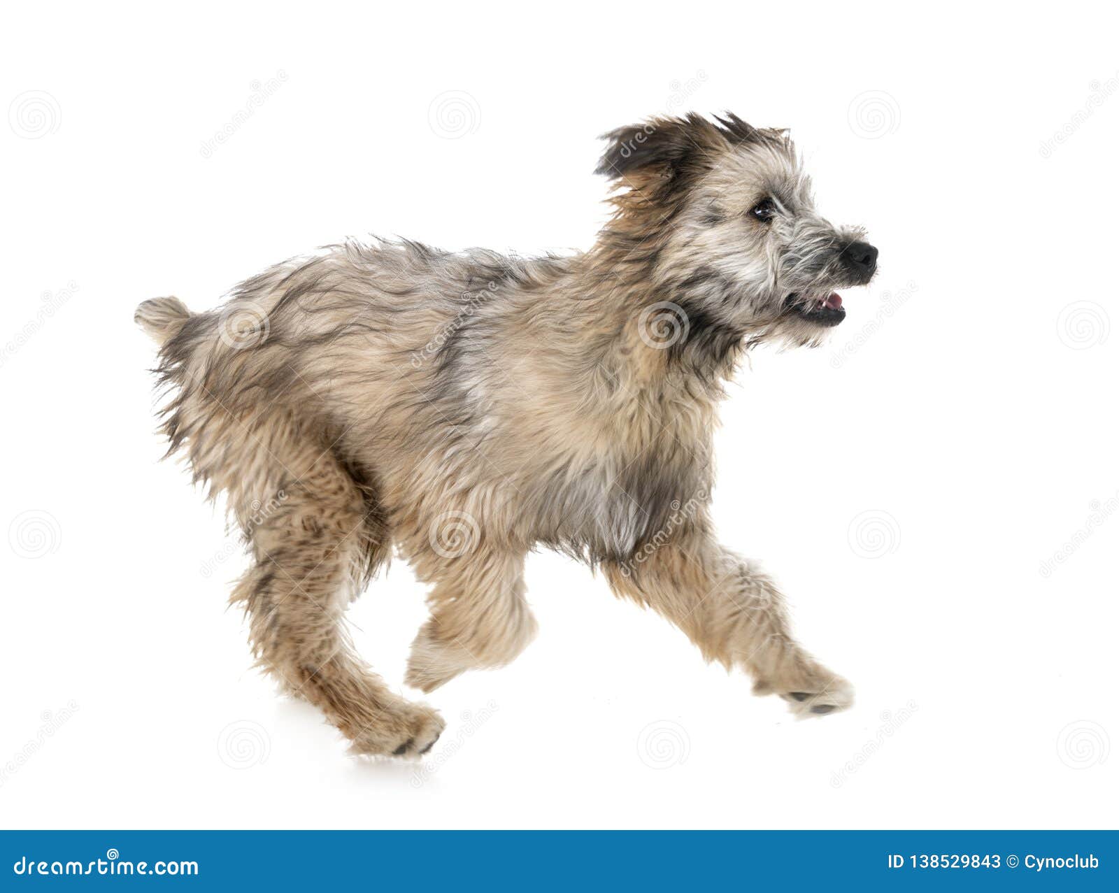 Puppy pyrenean shepherd stock image. Image of french - 138529843