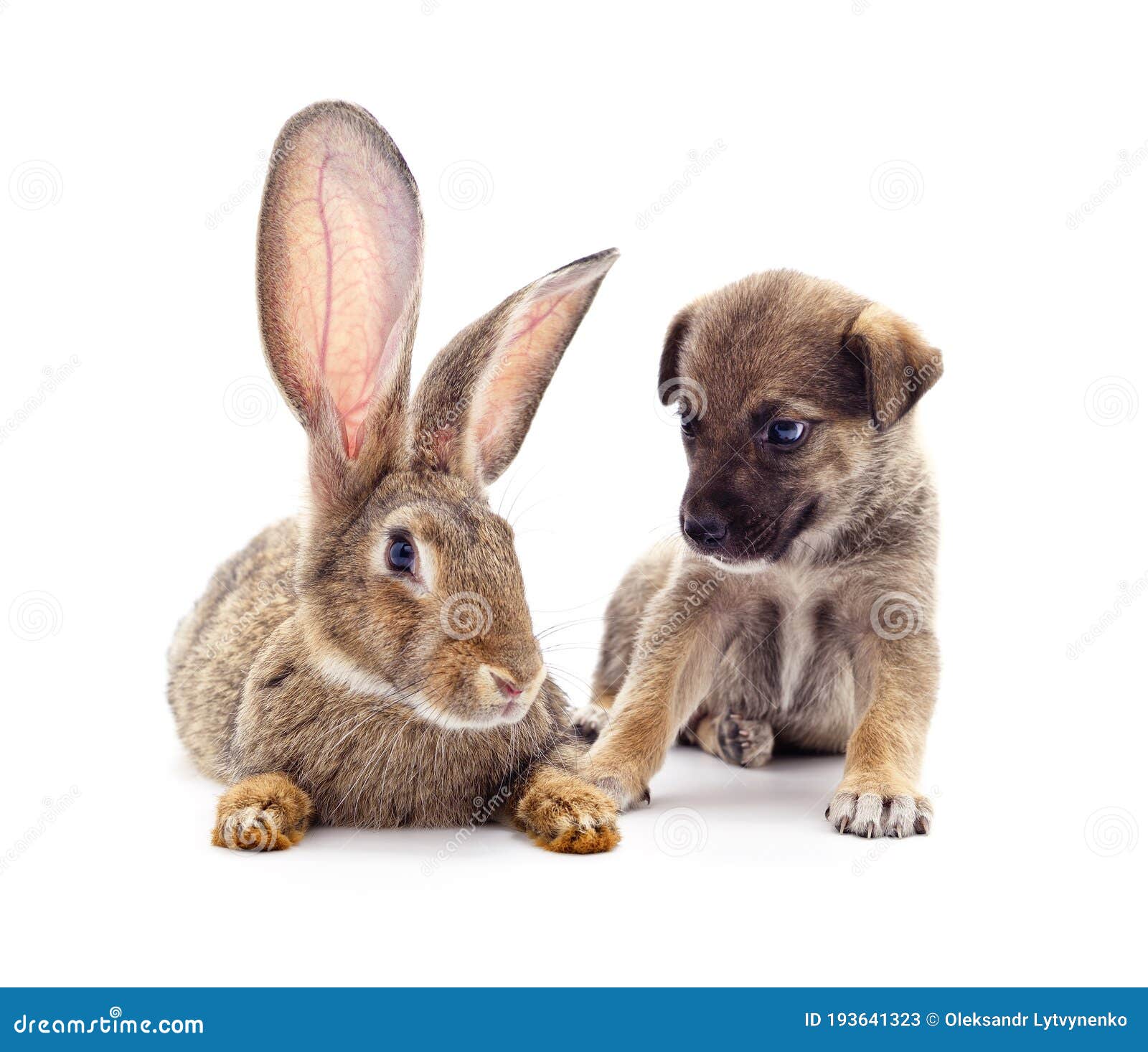 Puppy and rabbit stock image. Image of mammals, puppy - 193641323