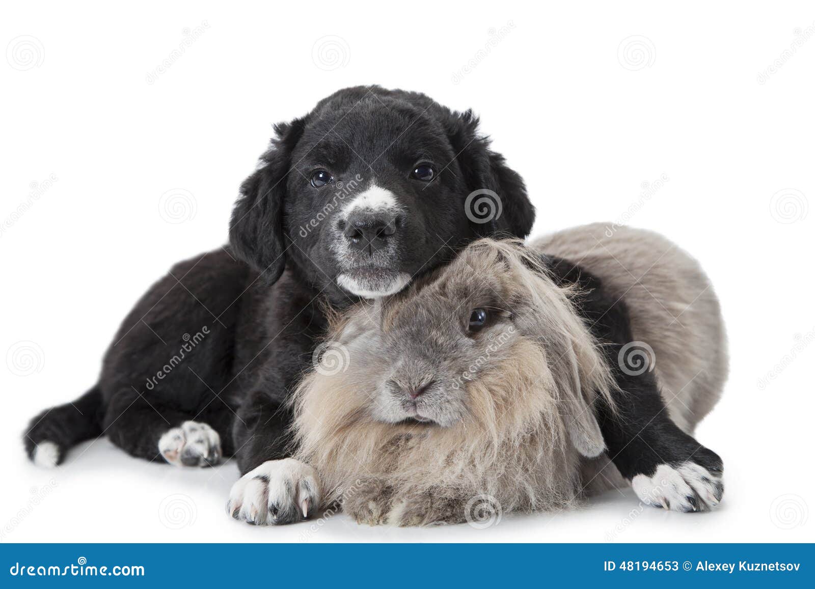 Puppy and Rabbit Isolated on White Stock Image - Image of isolate ...