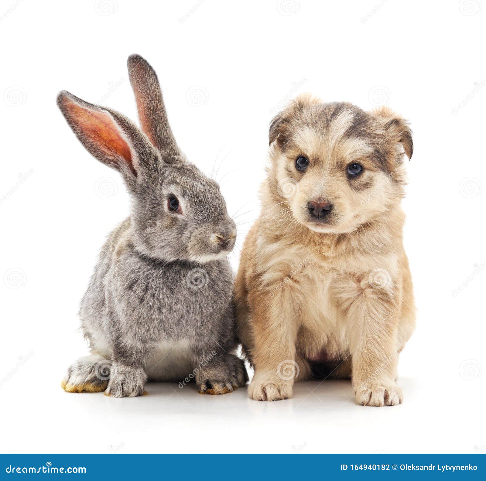 Puppy and rabbit stock photo. Image of mammals, brown - 164940182