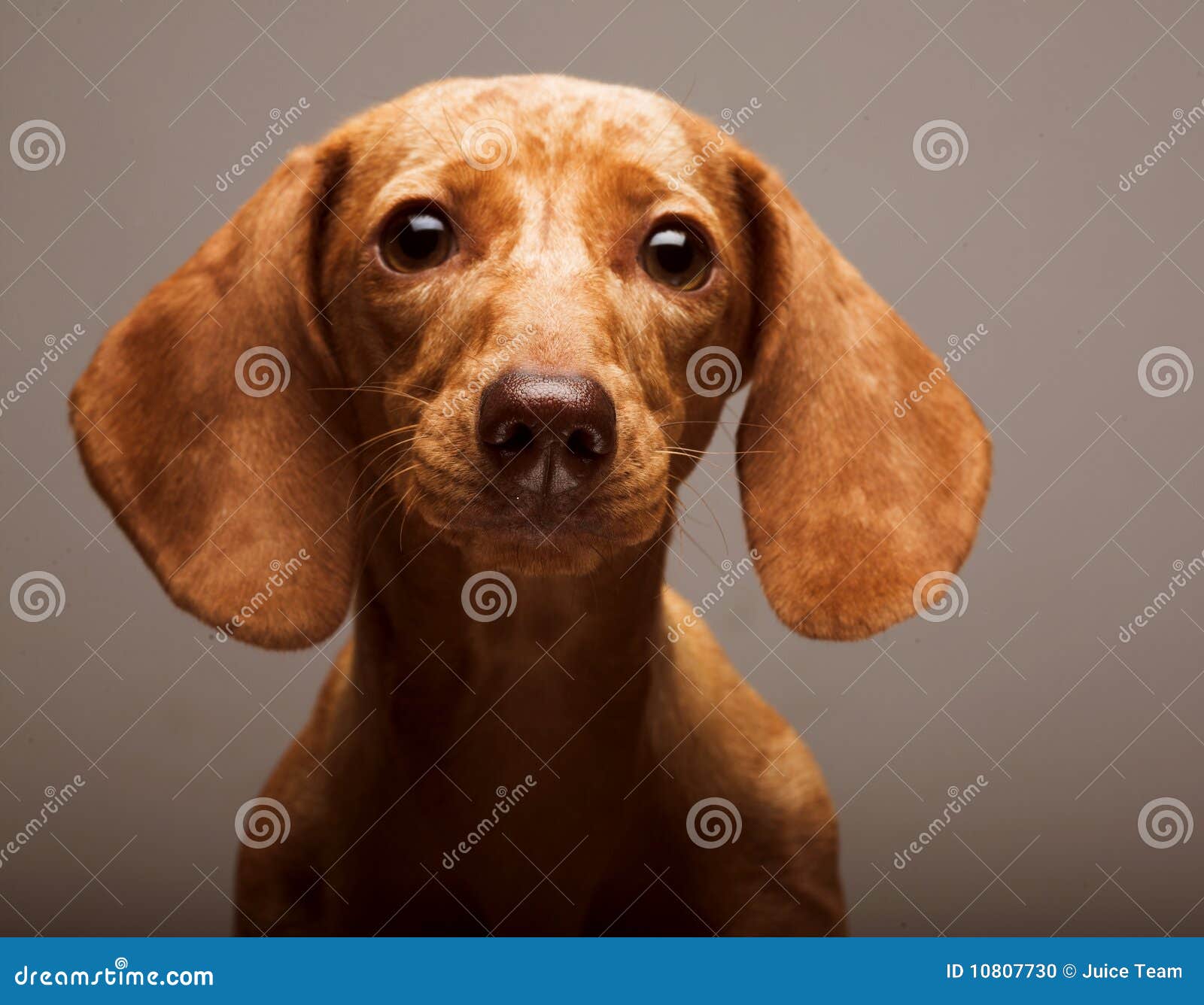 Puppy rate stock photo. Image of innocent, domestic, hair - 10807730