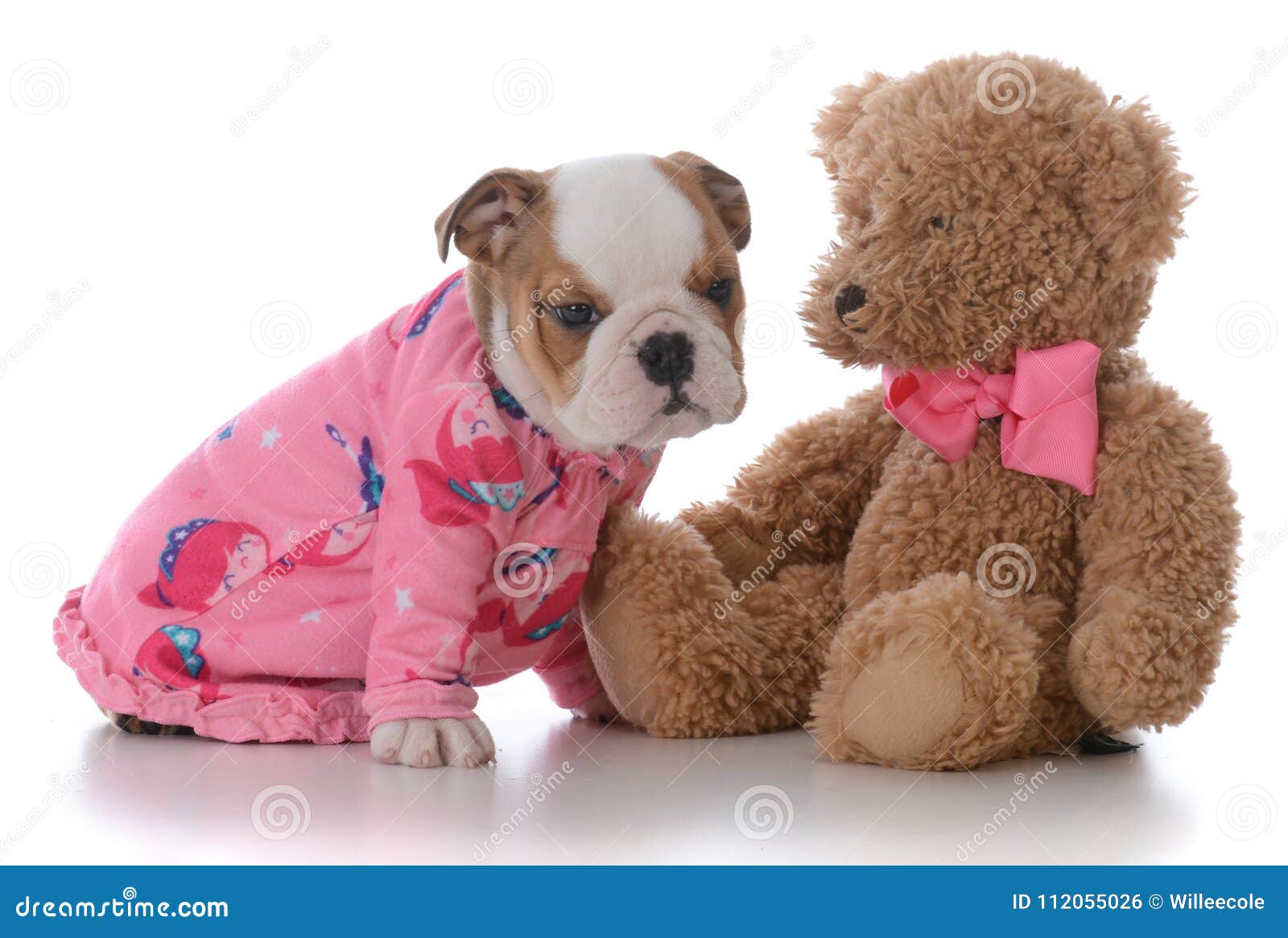 Puppy ready for bed stock photo. Image of puppy, canine - 112055026