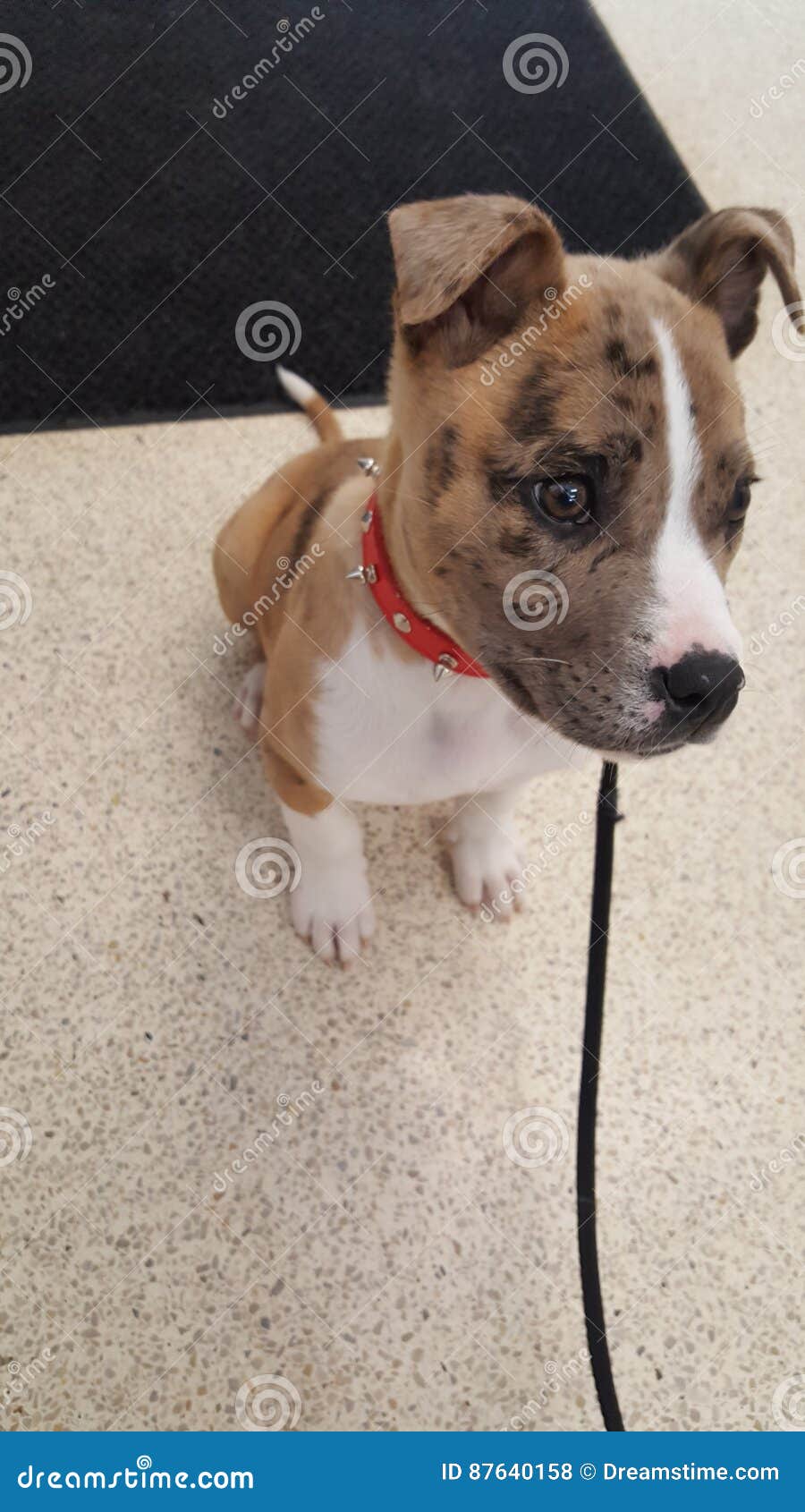 Puppy stock photo. Image of ready, shot, cute, 2months - 87640158